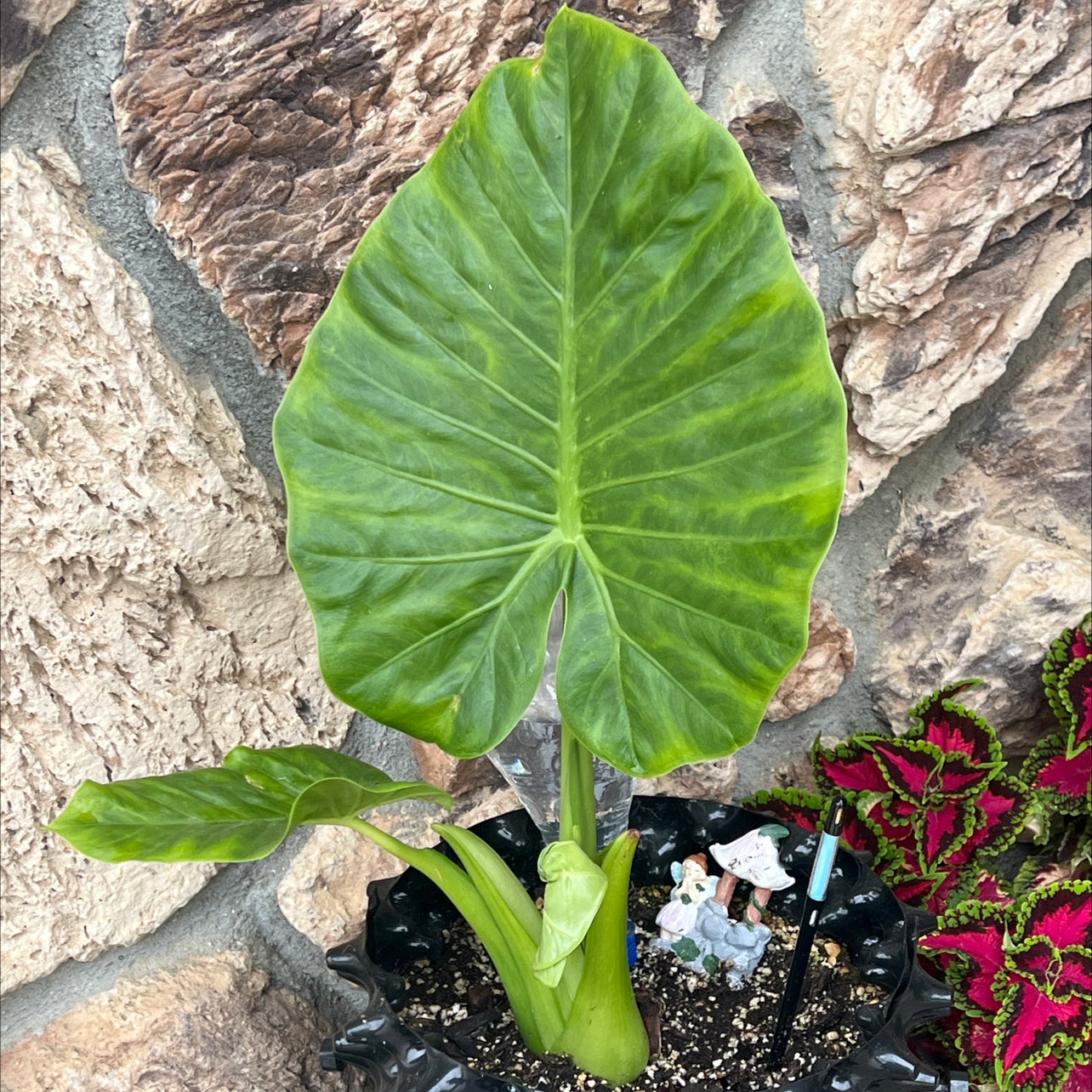 Jumbo Upright Elephant Ear Plant Care: Water, Light, Nutrients | Greg App 🌱