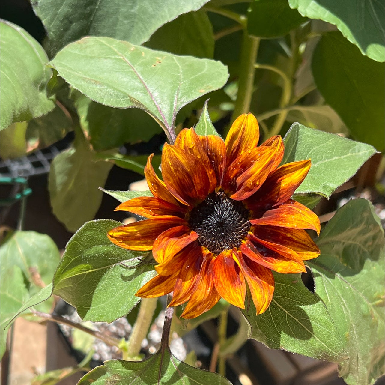 The Complete Magic Roundabout Sunflower Plant Care Guide: Water, Light ...