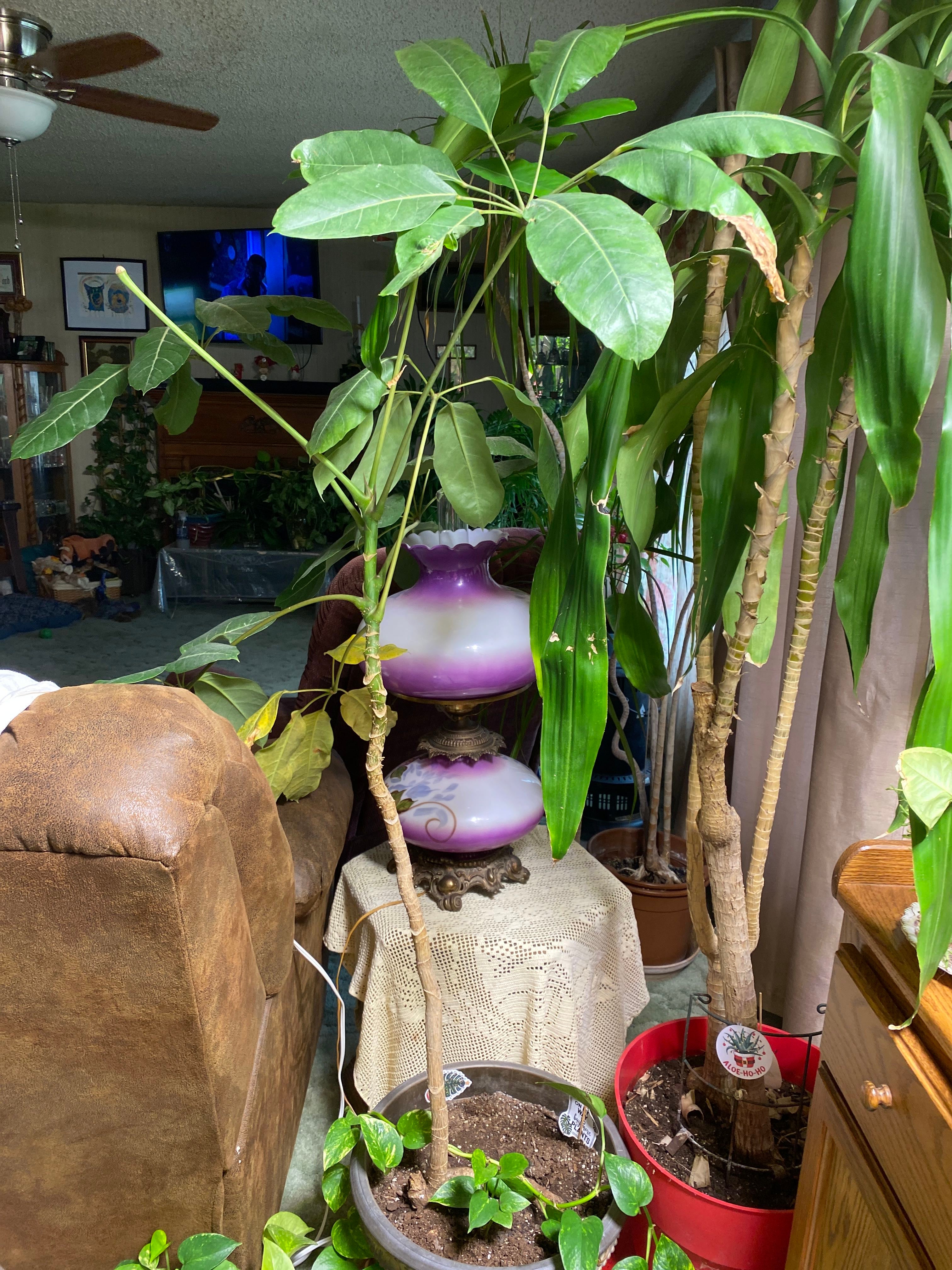 💡 Ultimate Guide to Solving Schefflera Problems