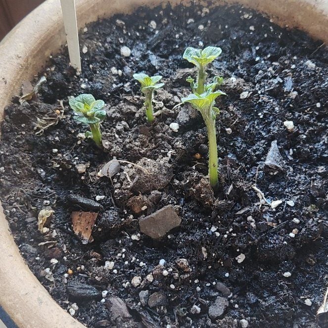 Romano Red Potato Plant Care: Water, Light, Nutrients | Greg App 🌱