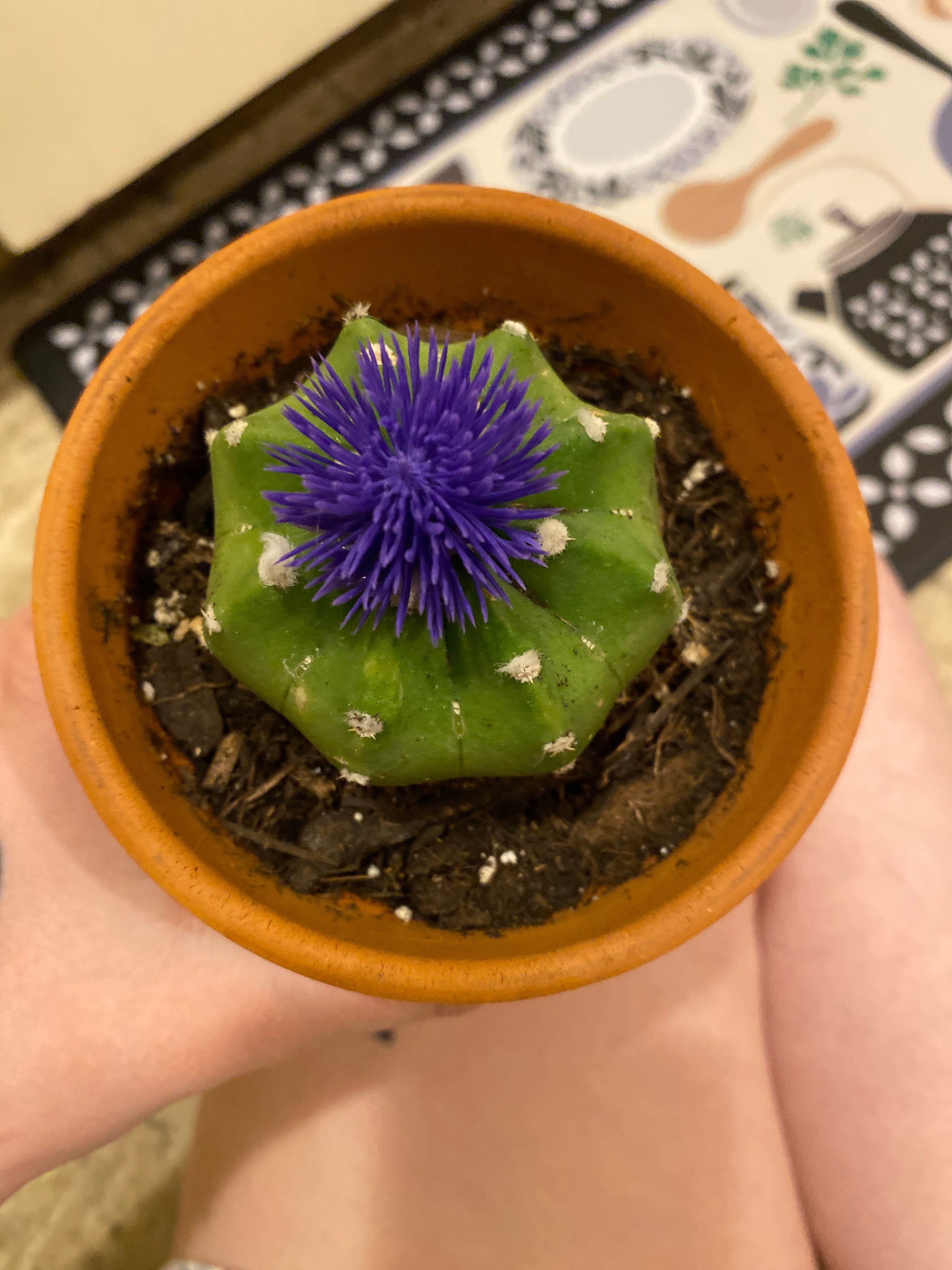 Ultimate Guide to Nymphaea 'Pink Sensation' 🌸