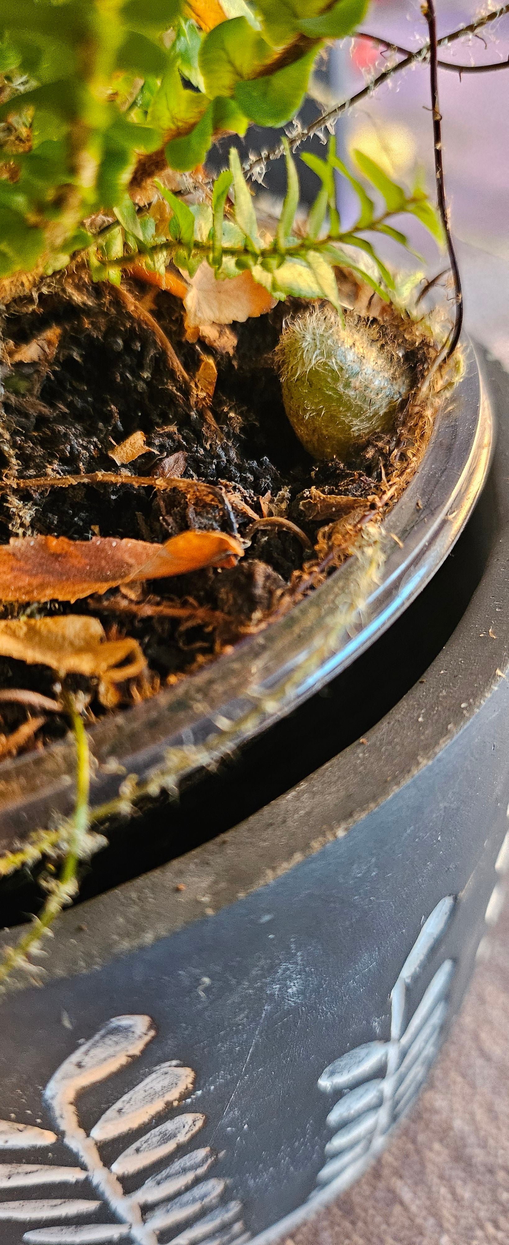 Why Are There Black Spots on My Crinkle Fern Leaves?