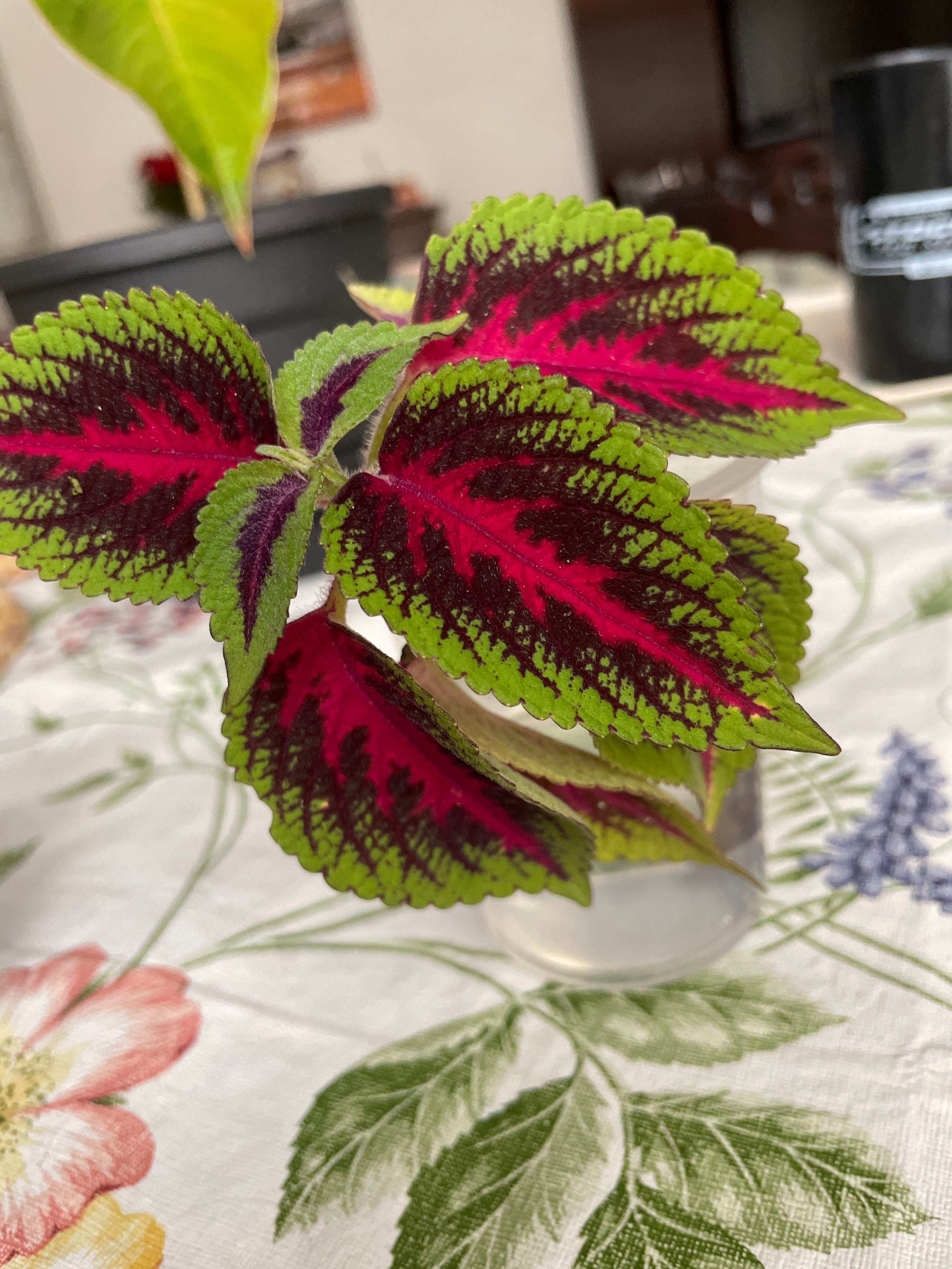 Light Requirements For My Coleus By Season