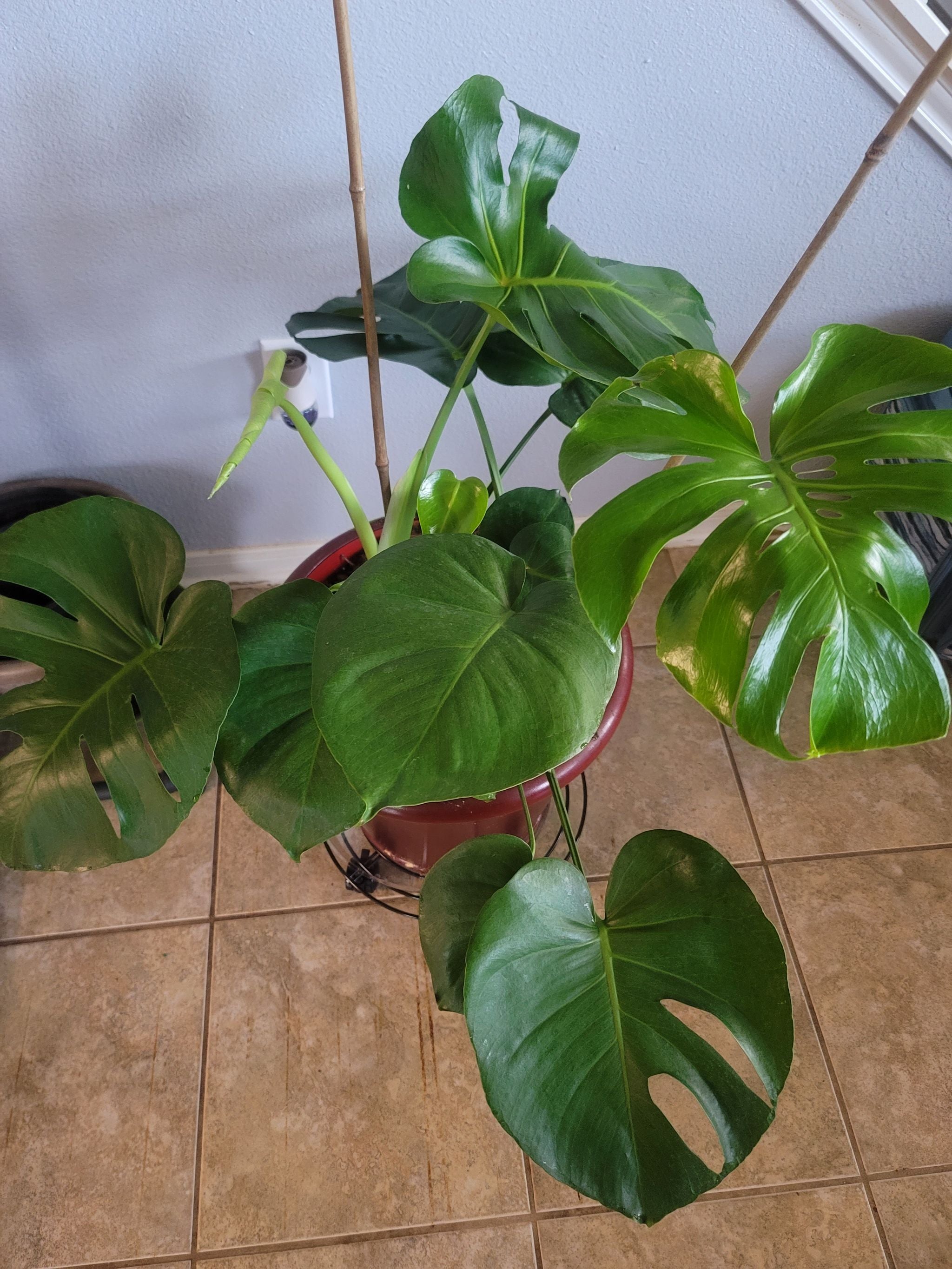 The Complete Monstera Plant Care Guide: Water, Light & Beyond