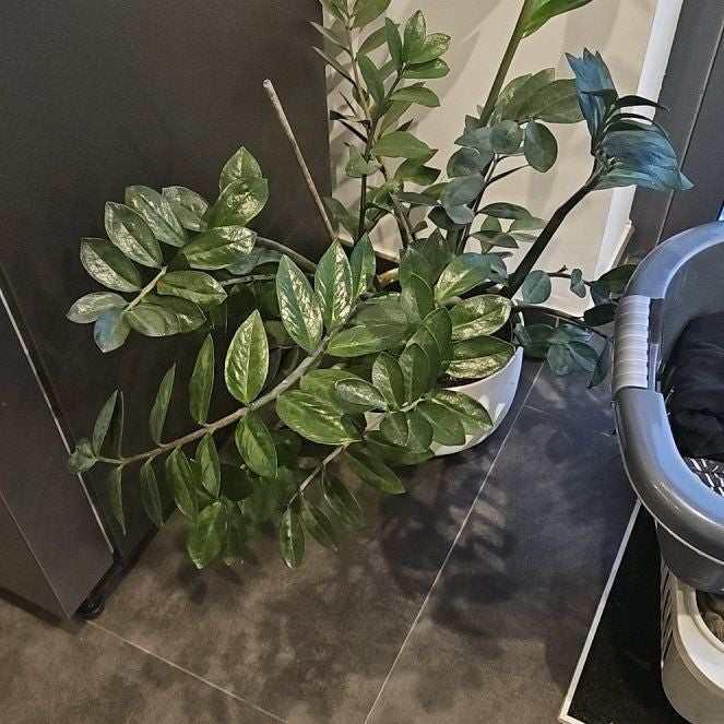 Tree Diddy | A plant by @RelievedLime on Greg