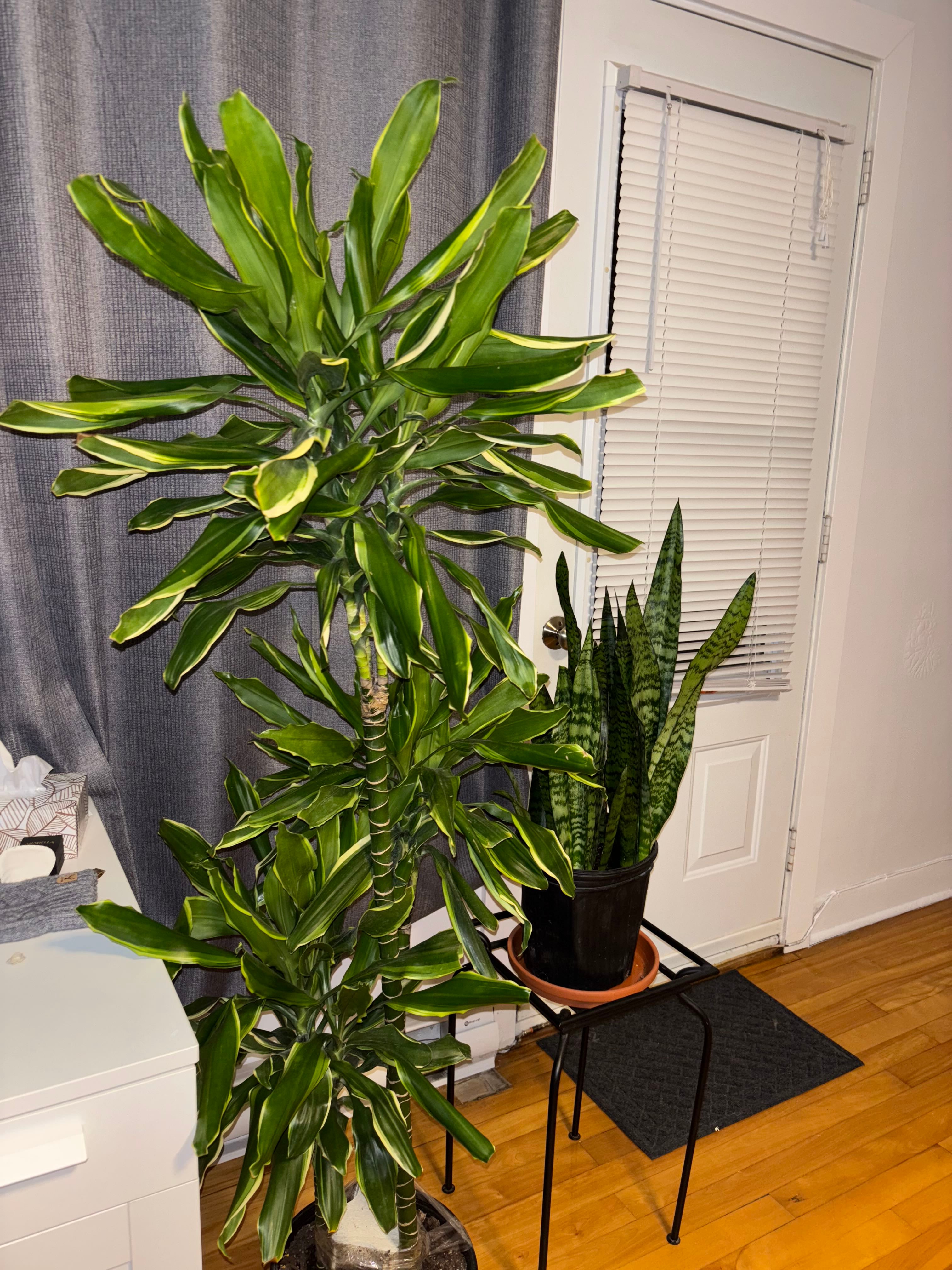 Propagating 🐉 Dragon Tree: Step-by-step Guide