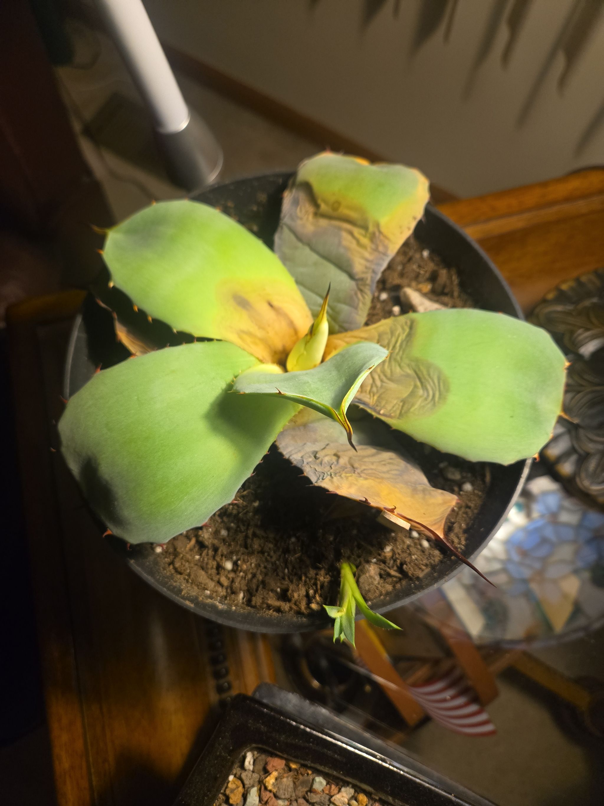 🌵 Key Stages in the Life of a Agave