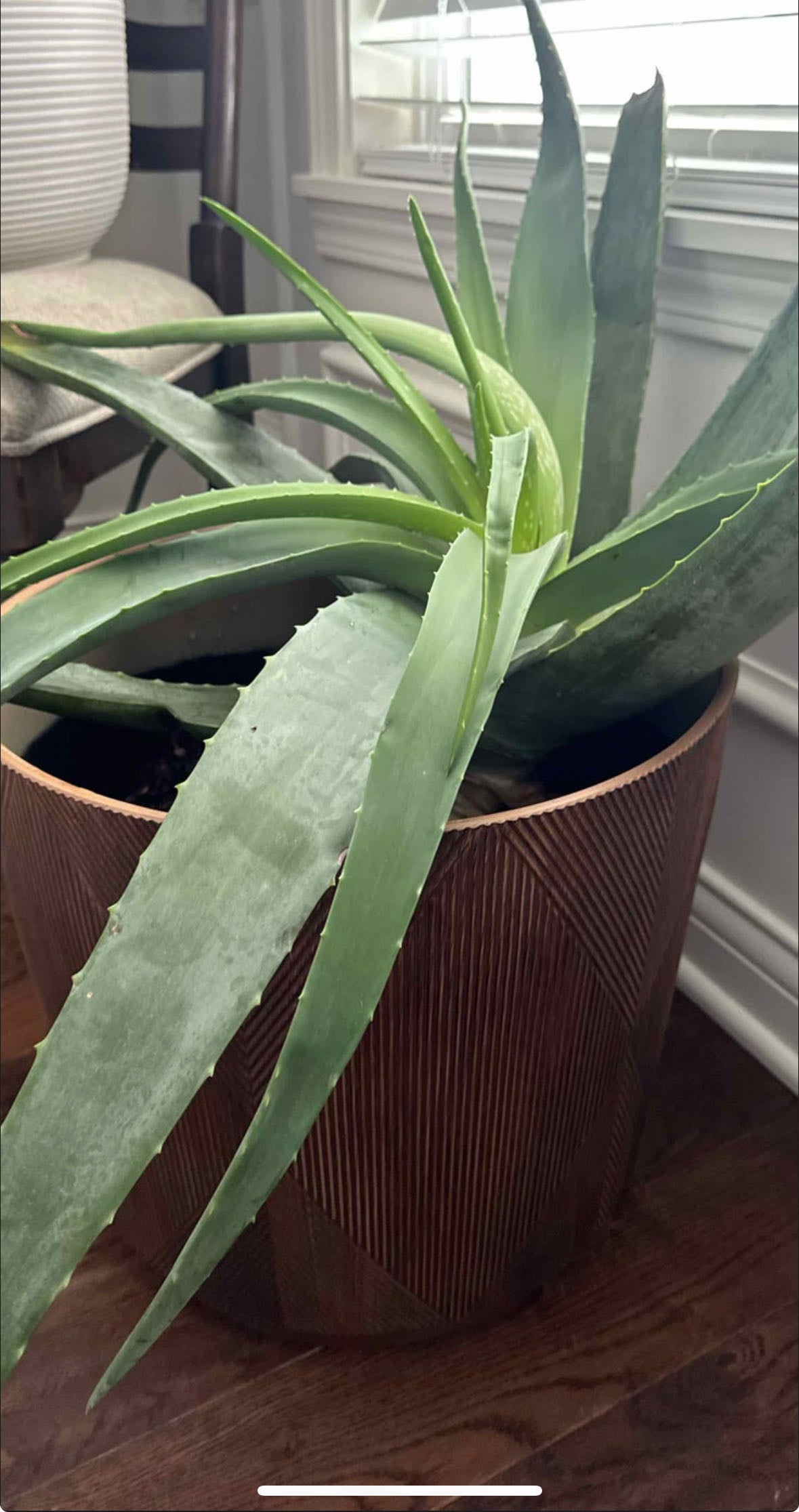 ☀️ Where Can Agave Grow? Zones 9a-11b