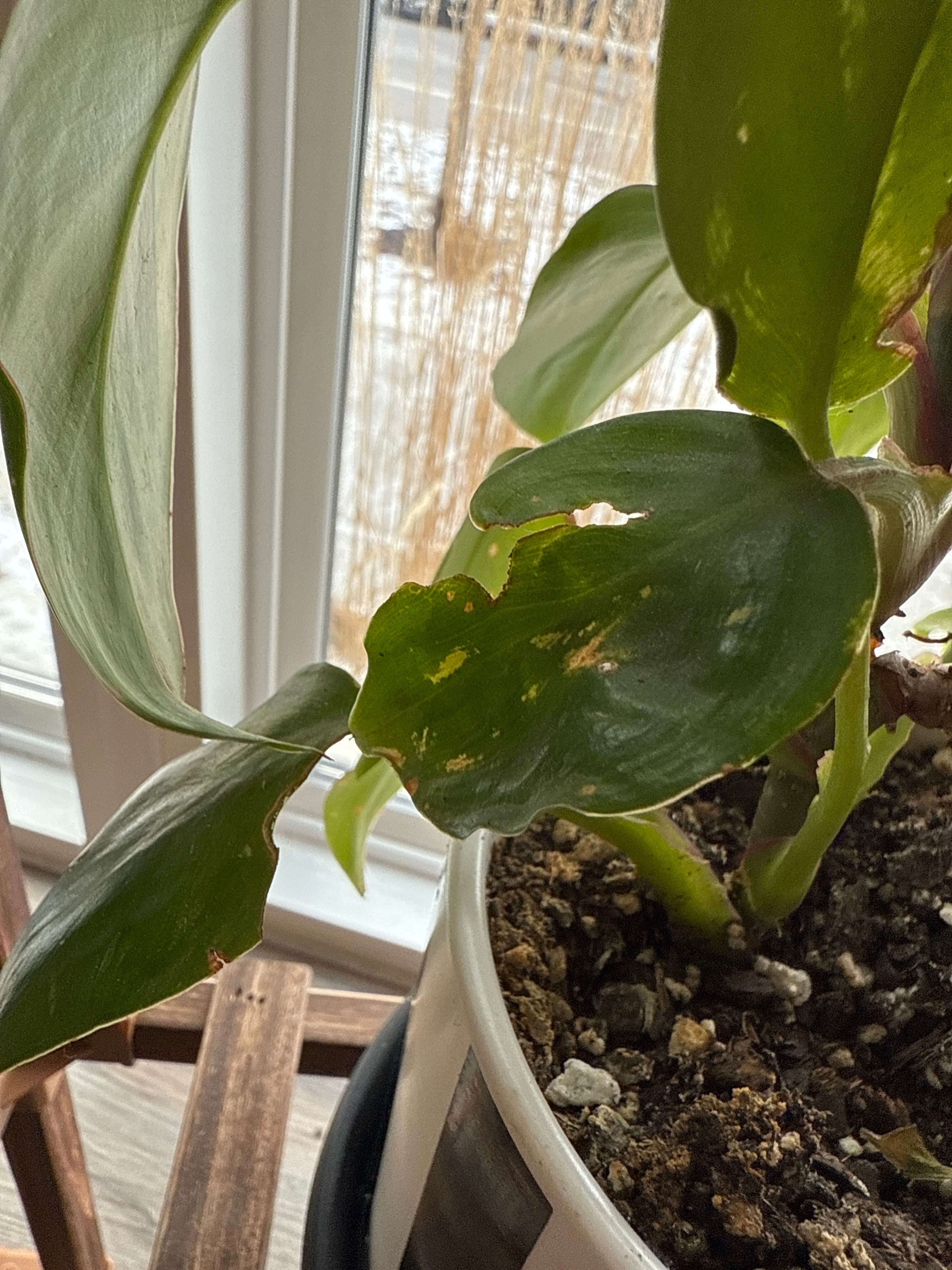 Philodendron 'Green Emerald' Plant Care: Water, Light, Nutrients | Greg ...