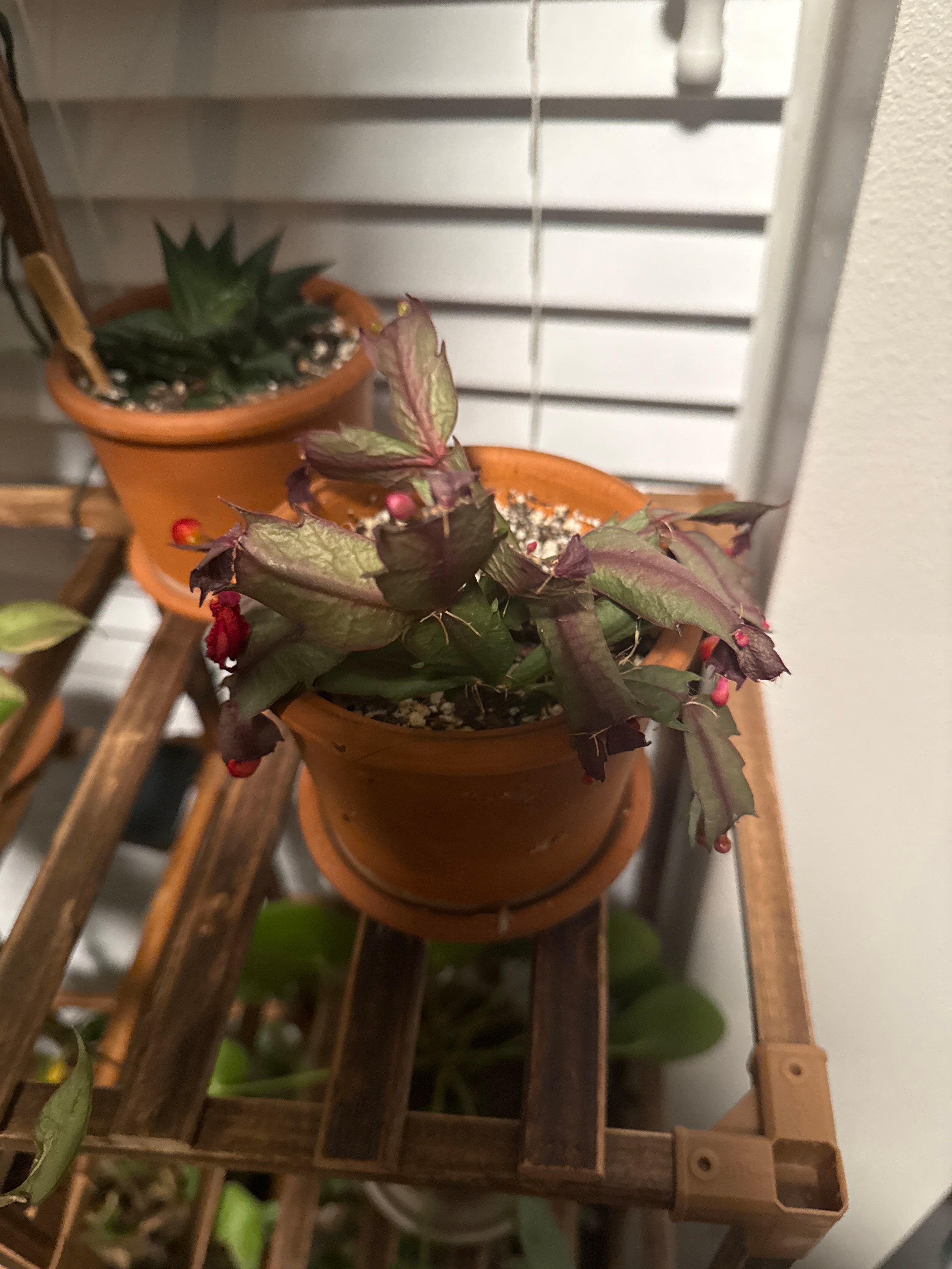How to Care for False Christmas Cactus: Mastering Water, Sunlight & More