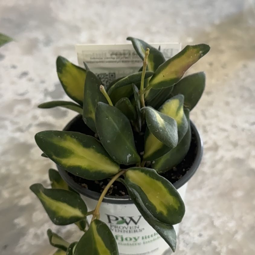 Sea stone hoya: How Much Water & Light Does it Need to Thrive?