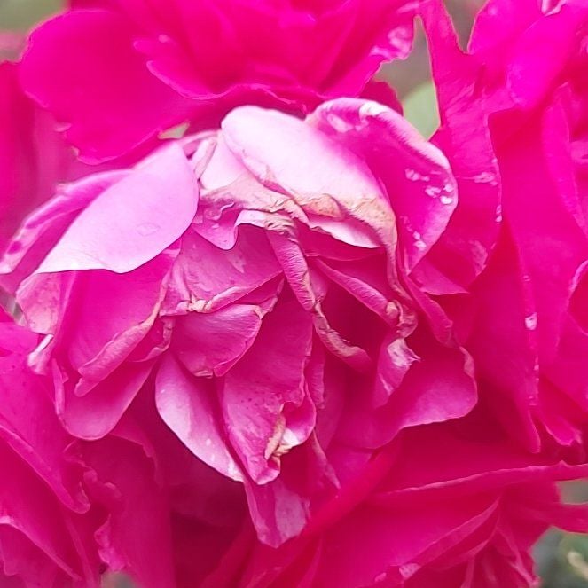 Athena | A plant by @FirstGianttaro on Greg