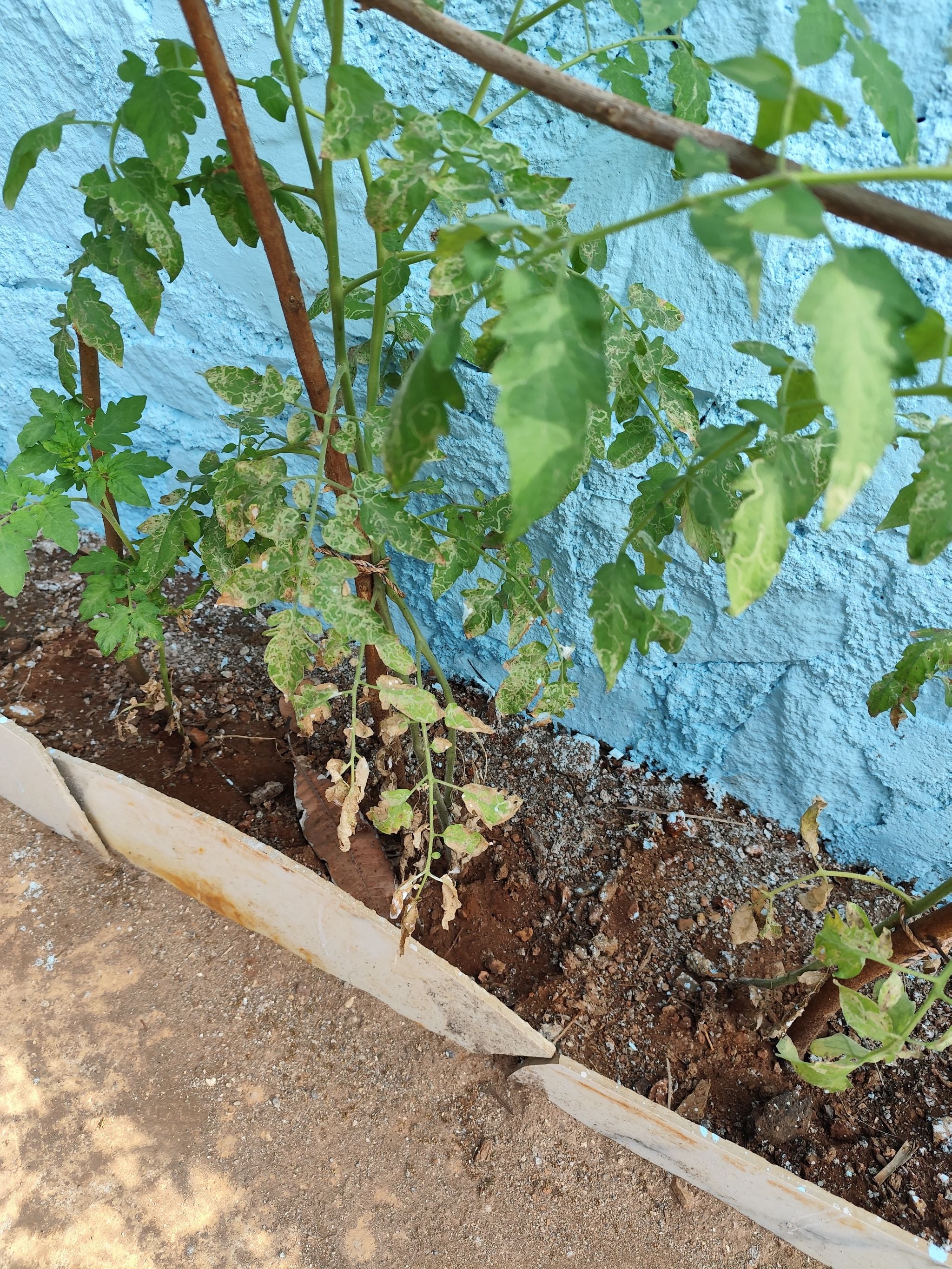 🍆 African Eggplant Explained: Key Information