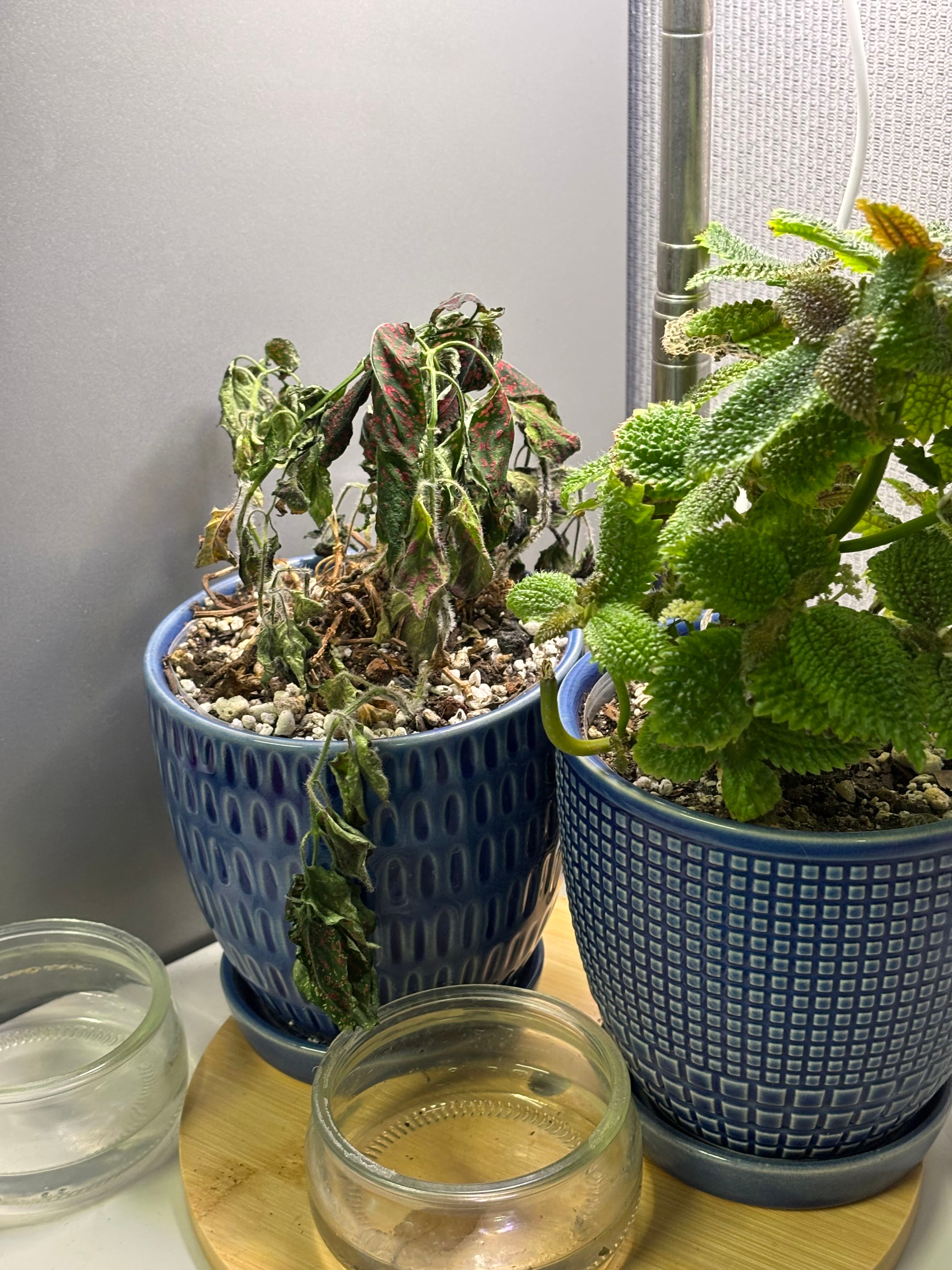 What is a Red Splash Plant? Complete Guide 🌺