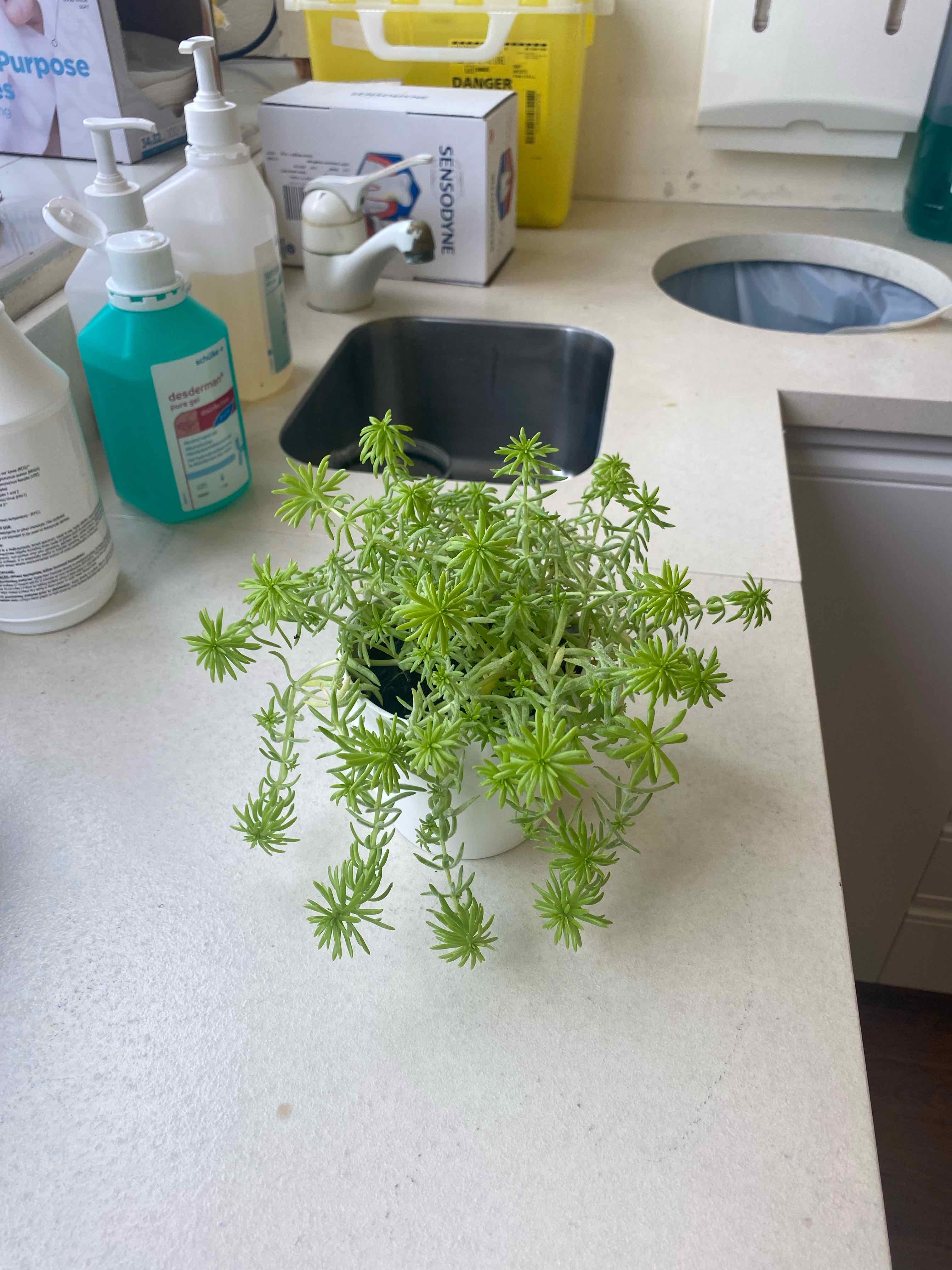 Propagating Sedum lineare: The Ultimate Guide