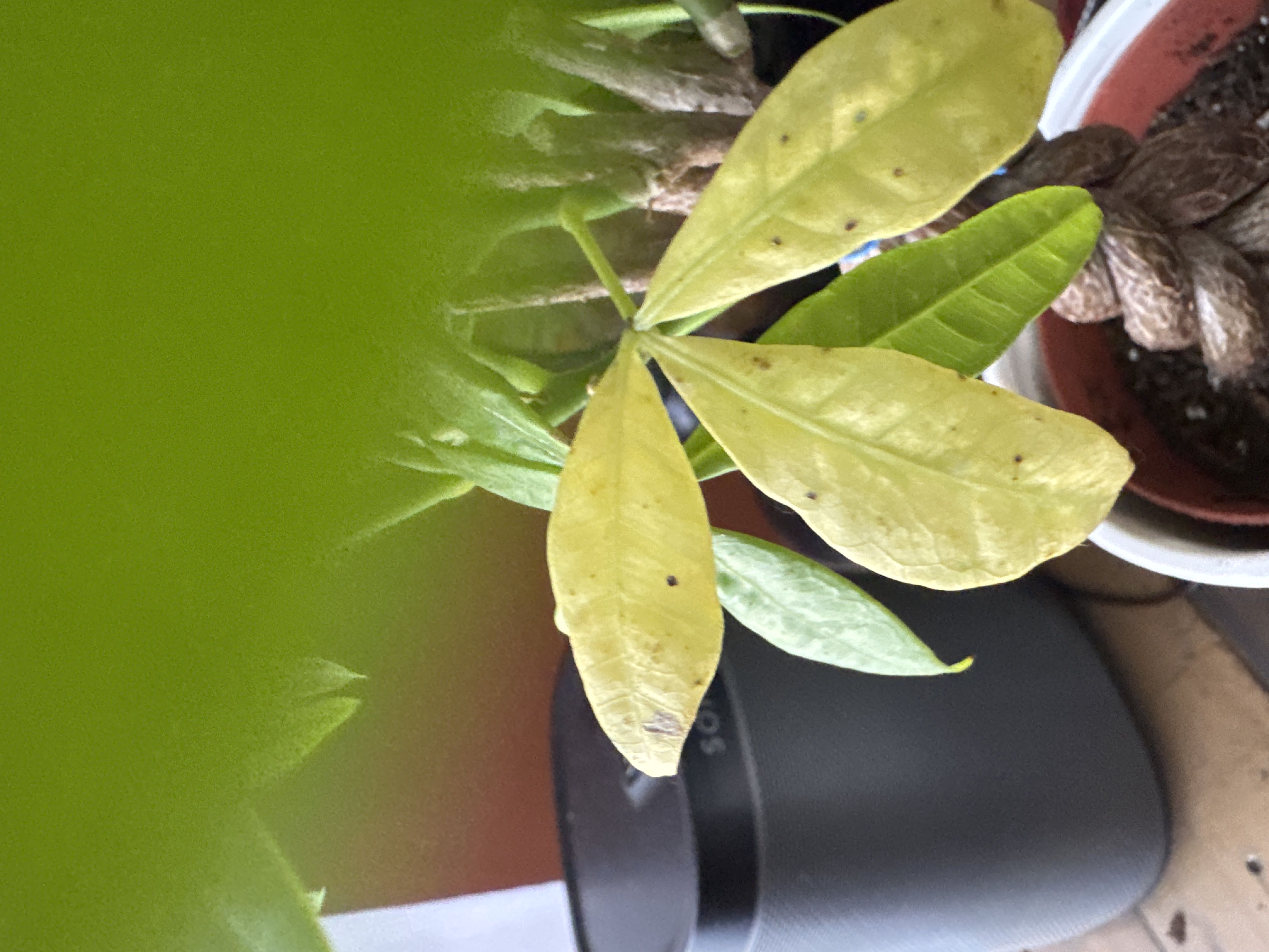 6 Do's and Don'ts of Growing Pachira 💰