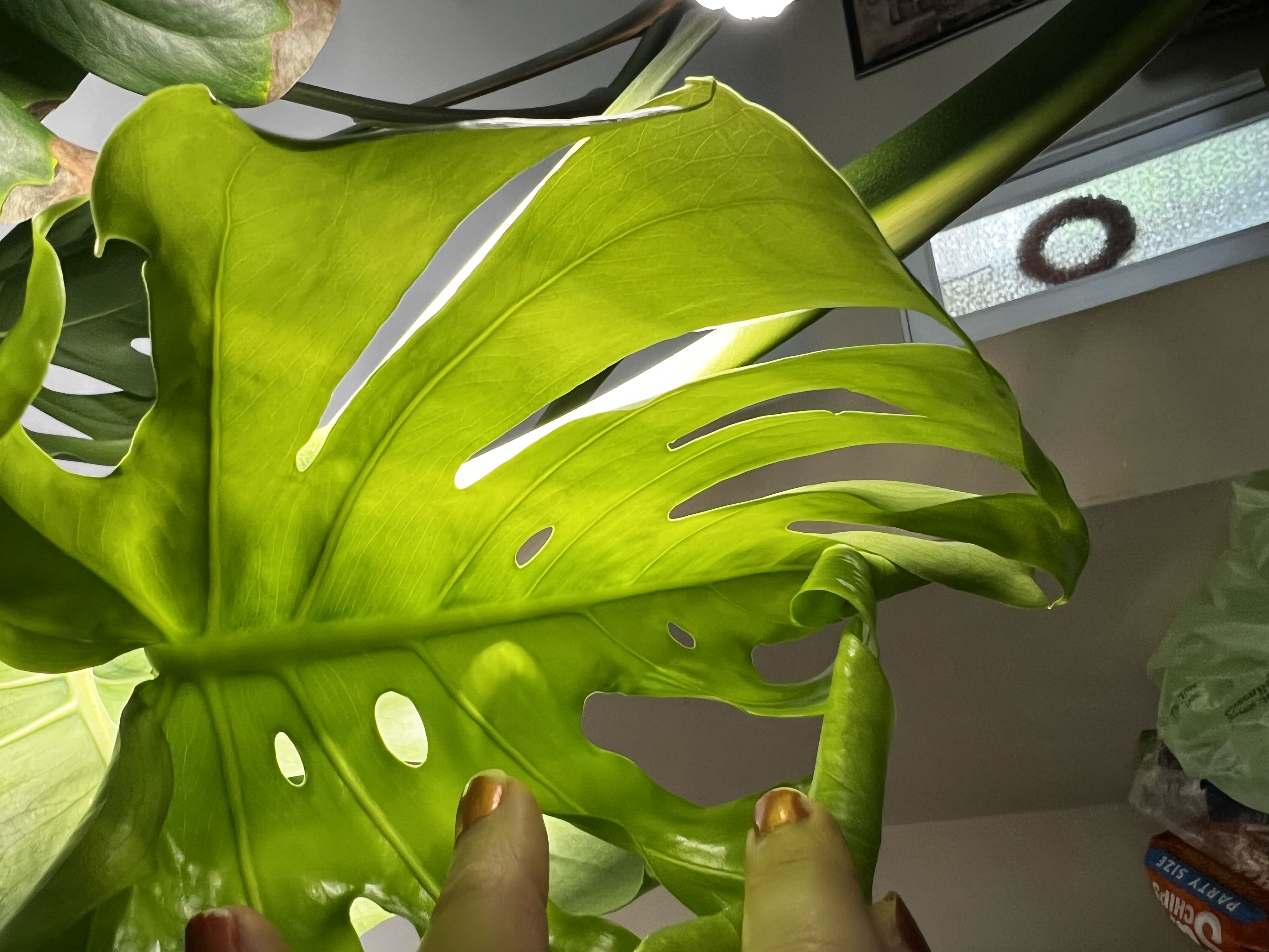 How Often Do Monstera Plants Need to Be Watered: Expert Tips - My ...