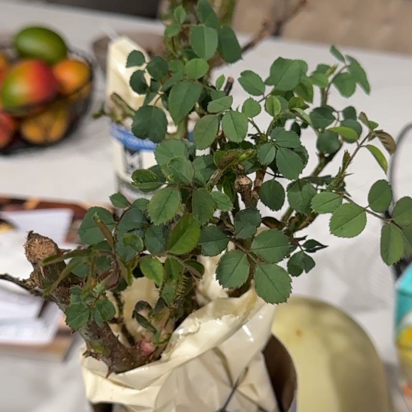 The Complete Waiheke Rose Plant Care Guide: Water, Light & Beyond