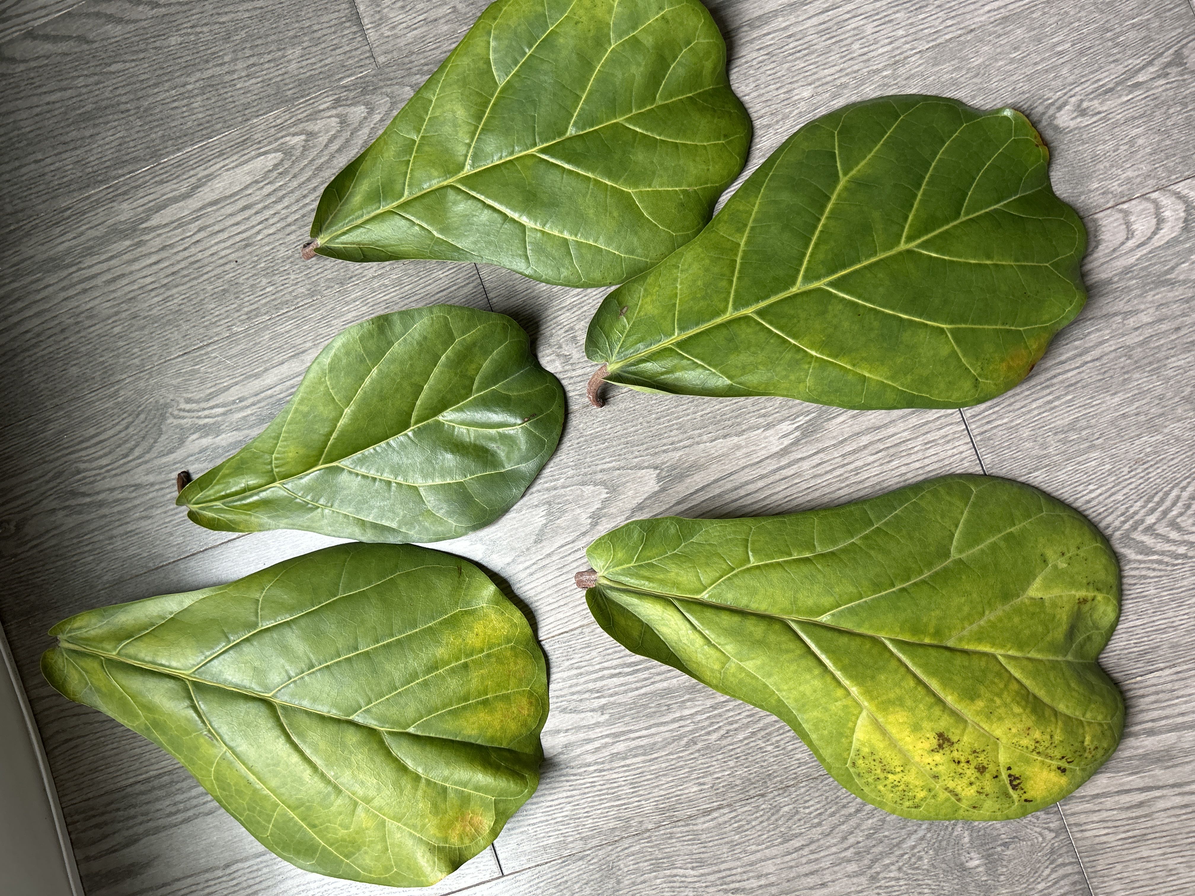 Help! My fiddle leaf fig just dropped FIVE LEAVES today.