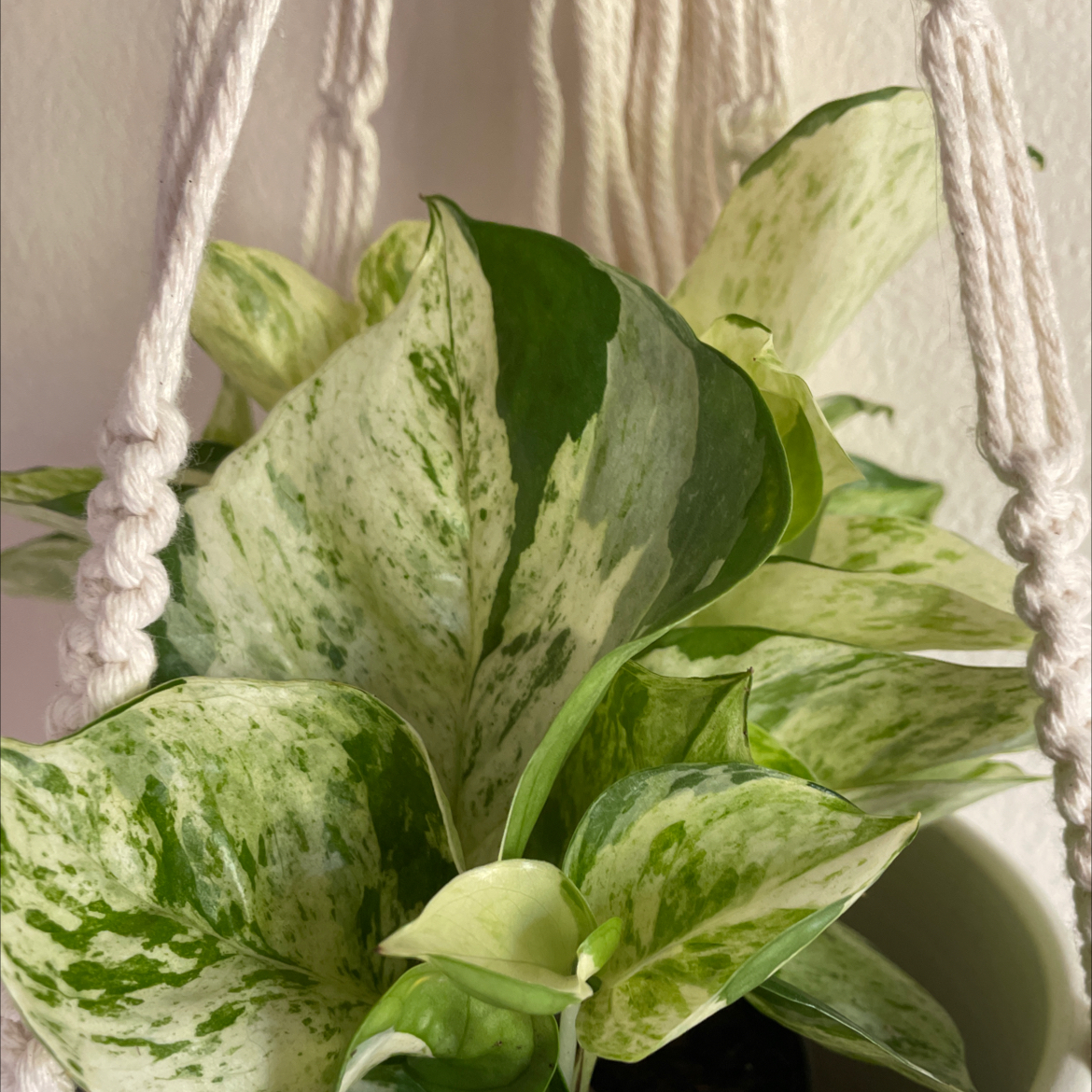 Personalized Mutant Manjula Pothos Care: Water, Light, Nutrients | Greg App