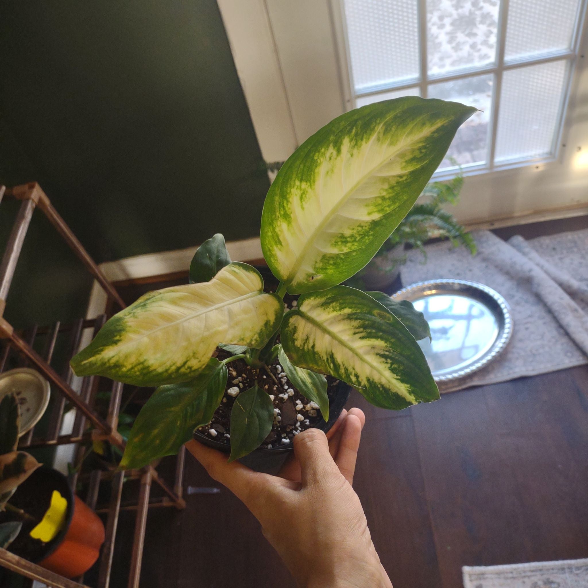 Cain | A plant by @DearHemlock68 on Greg