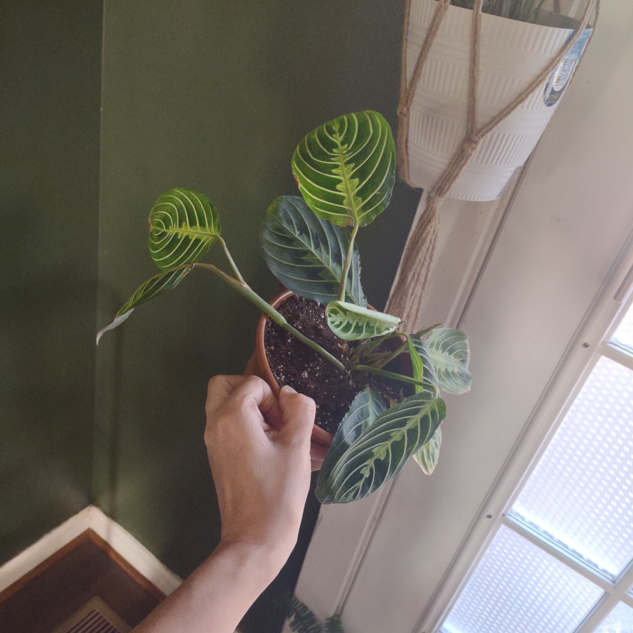 Cassius | A plant by @DearHemlock68 on Greg