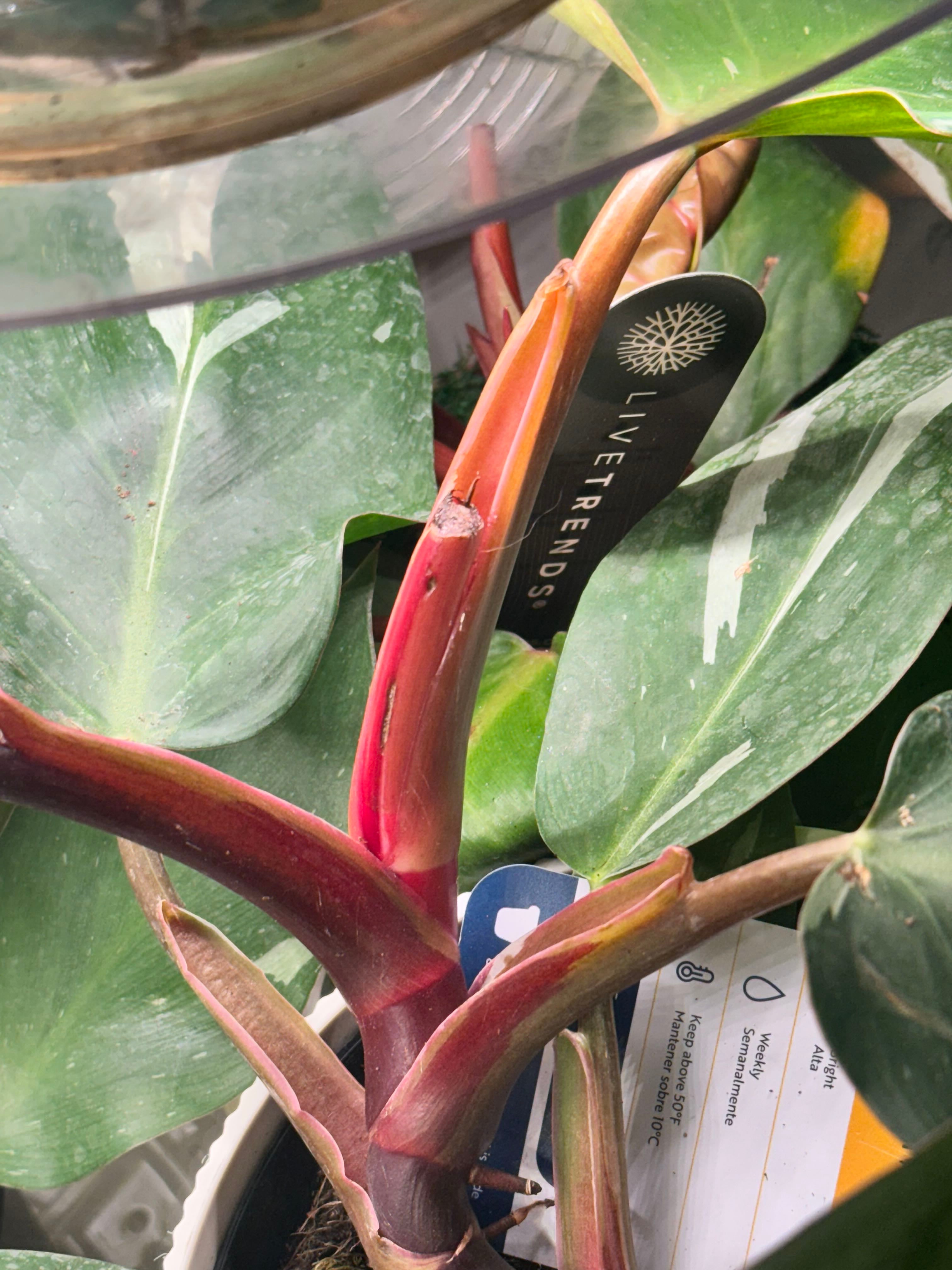 Linnaei Kunth: How Much Water & Light Does it Need to Thrive?