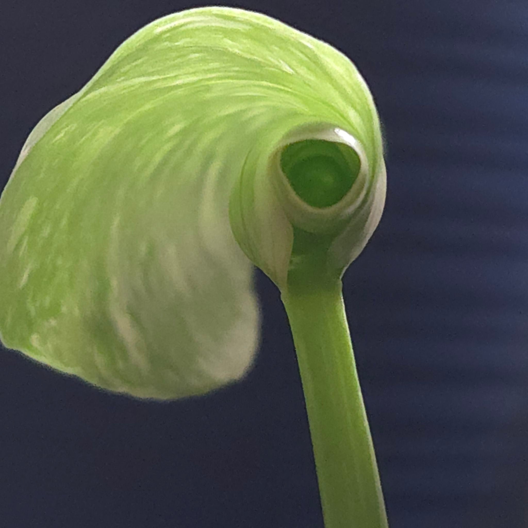 Why Are My Monstera dubia 'Green Form' Leaves Mushy?