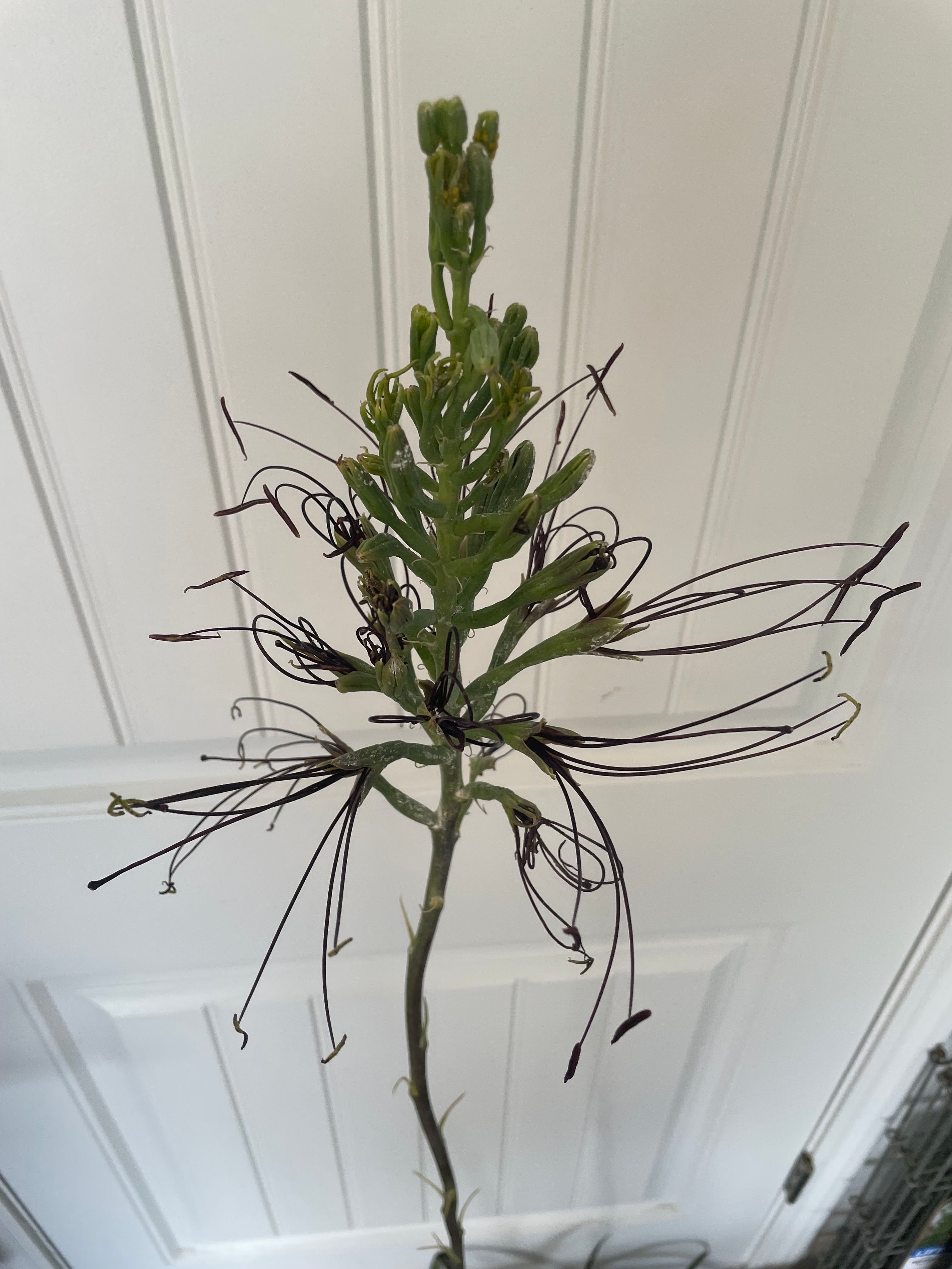 How to Care for Mangave 'Moonglow': Mastering Water, Sunlight & More