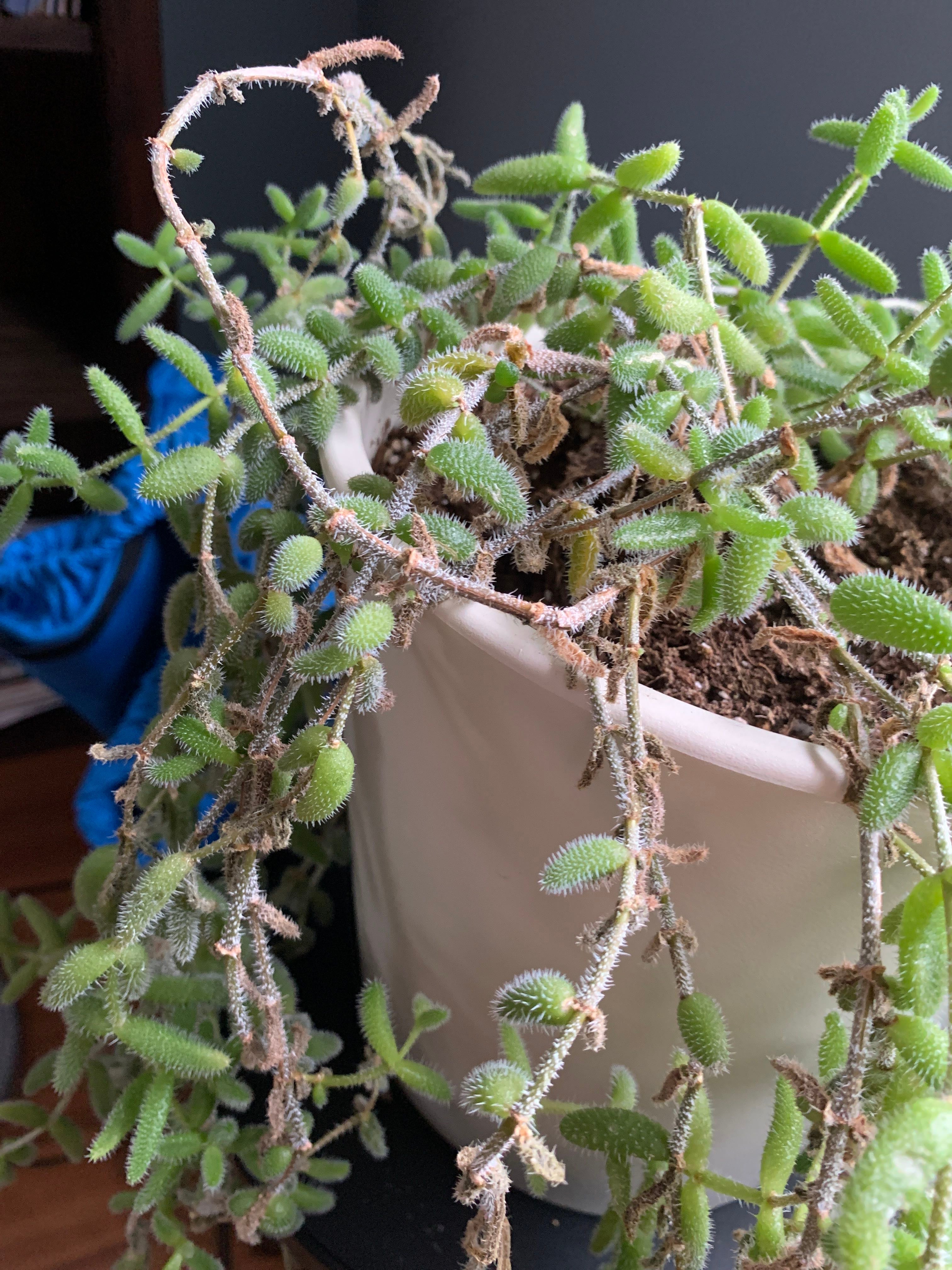 🔥 Everything You Need to Know About Fire Wonder Ice Plant