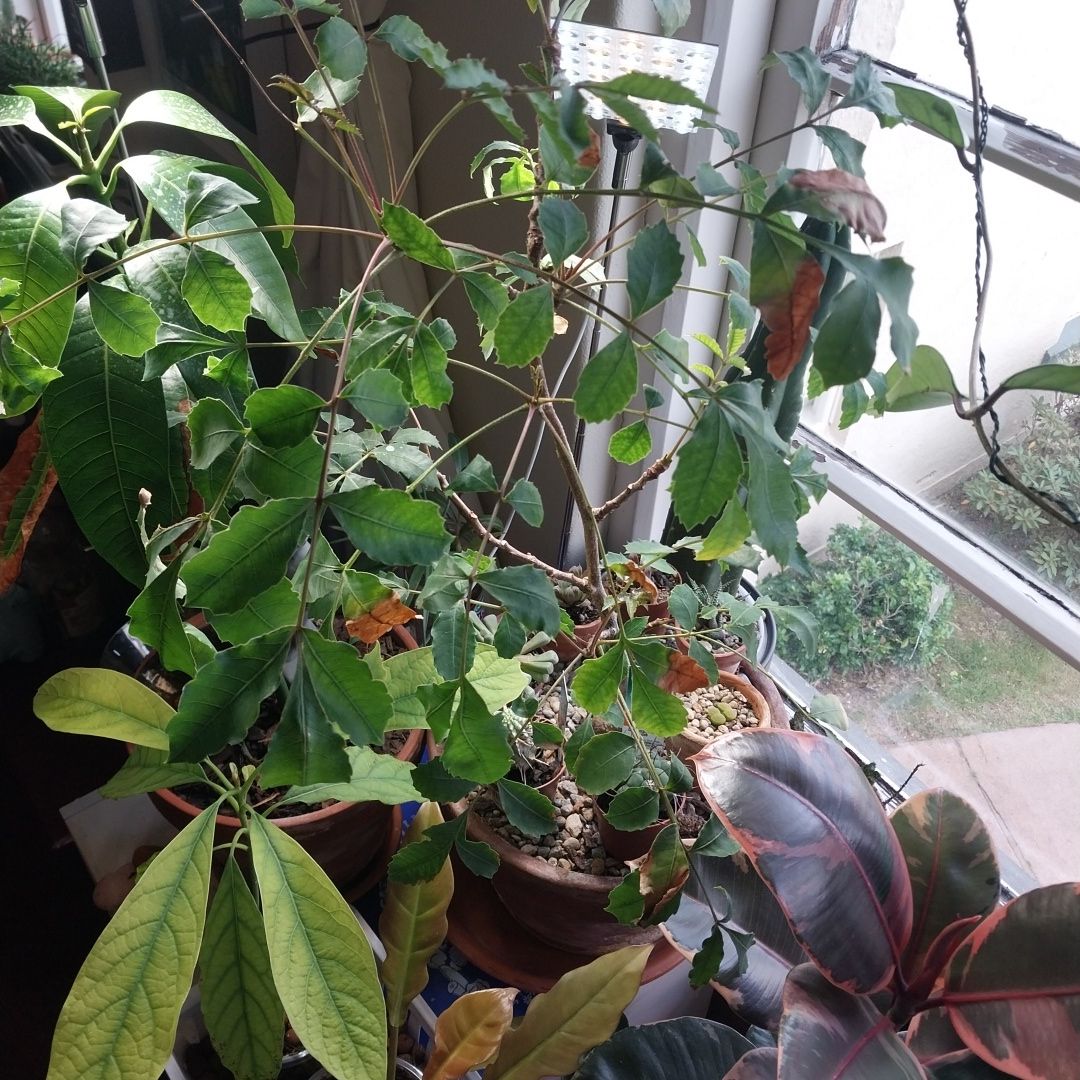 How to Care for Marula: Mastering Water, Sunlight & More