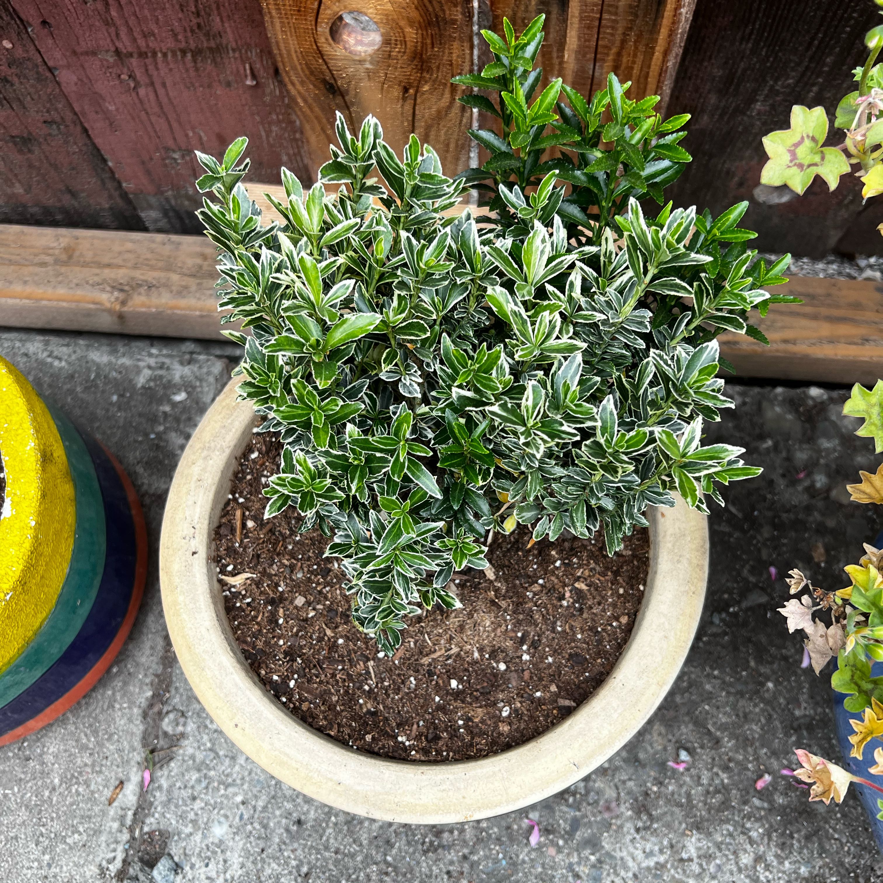 Variegated Boxleaf Euonymus Plant Care: Water, Light, Nutrients | Greg ...