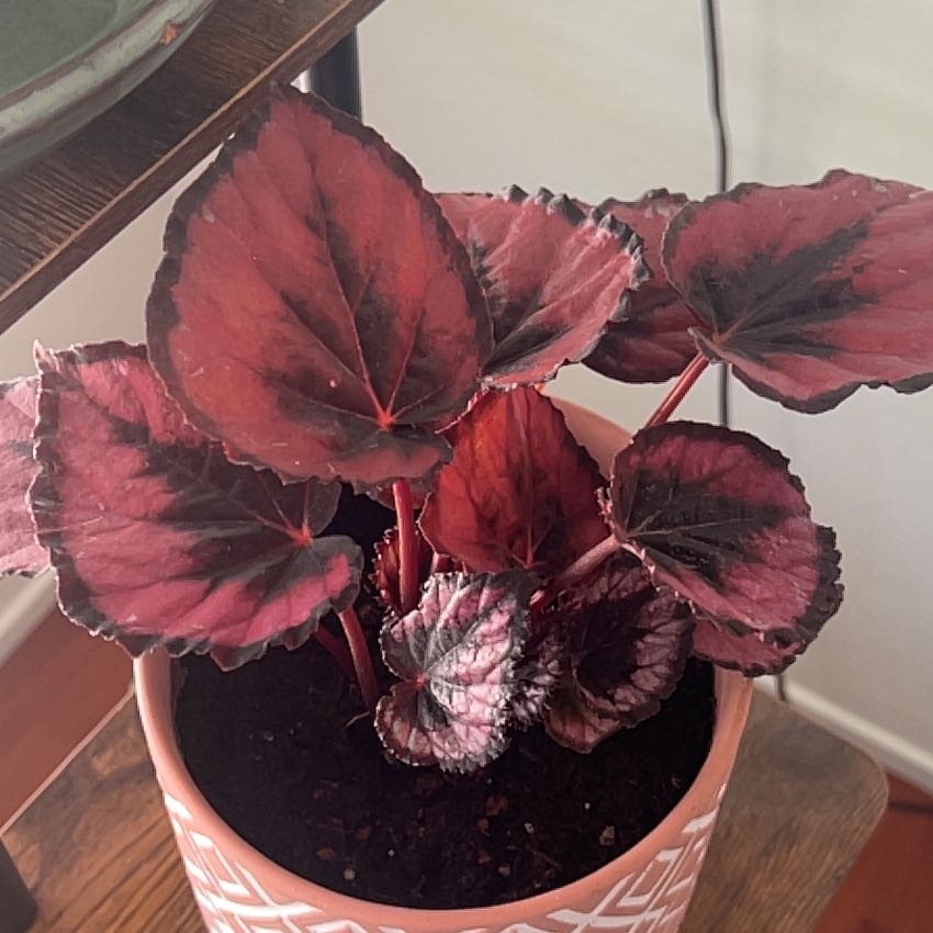 Begonia 'Red Kiss' Care 101: Water, Light & Growing Tips