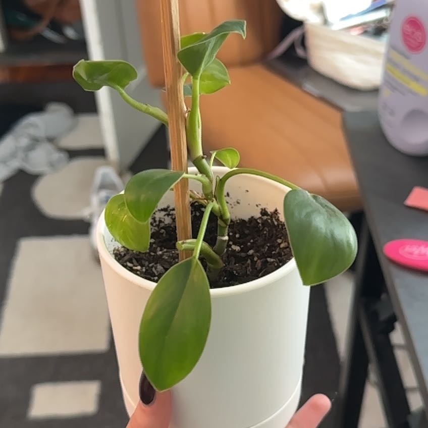 Philodendron 'Micro Congo Apple' Plant Care: Water, Light, Nutrients ...