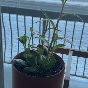 Zebrina Red Hill Plant Care: Water, Light, Nutrients | Greg App 🌱