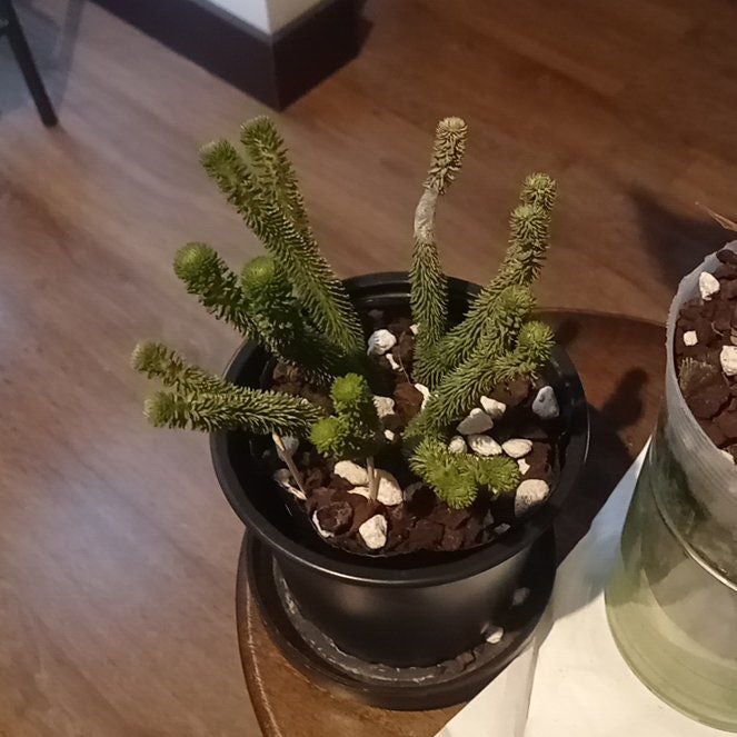 Huperzia hystrix Plant Care: Water, Light, Nutrients | Greg App 🌱