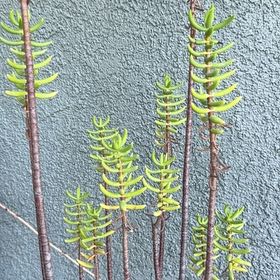 Emerson | A plant by @SelectKawakawa on Greg