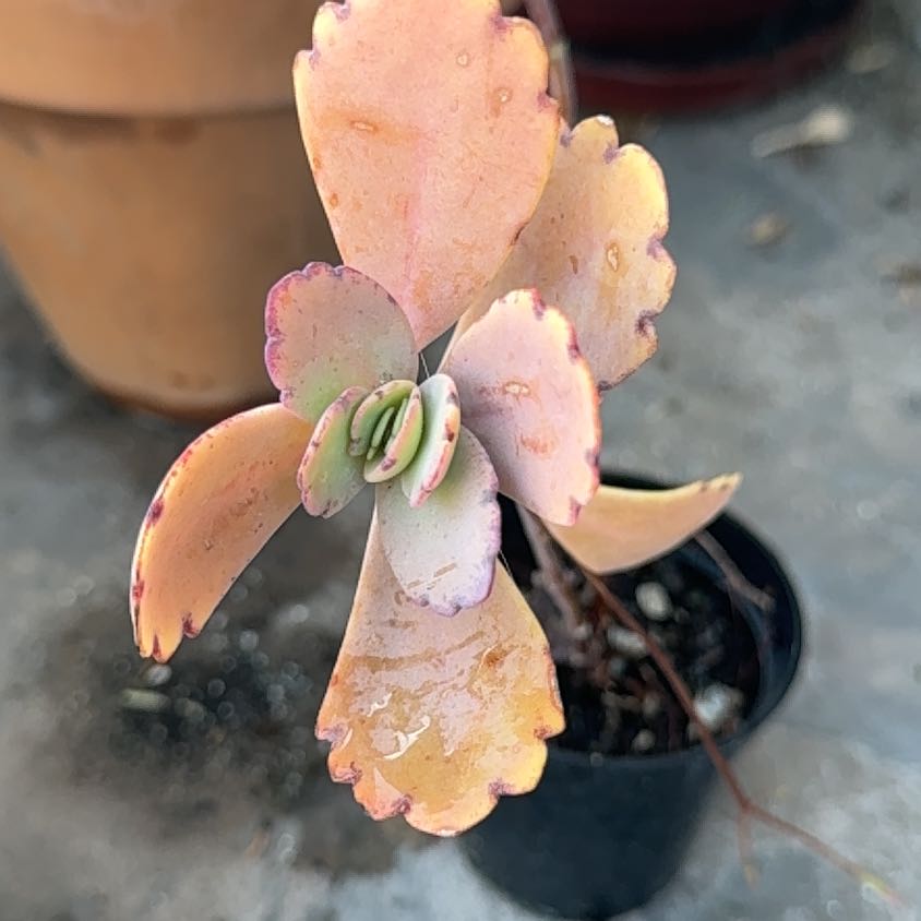 Tree Diddy | A plant by @SelectKawakawa on Greg