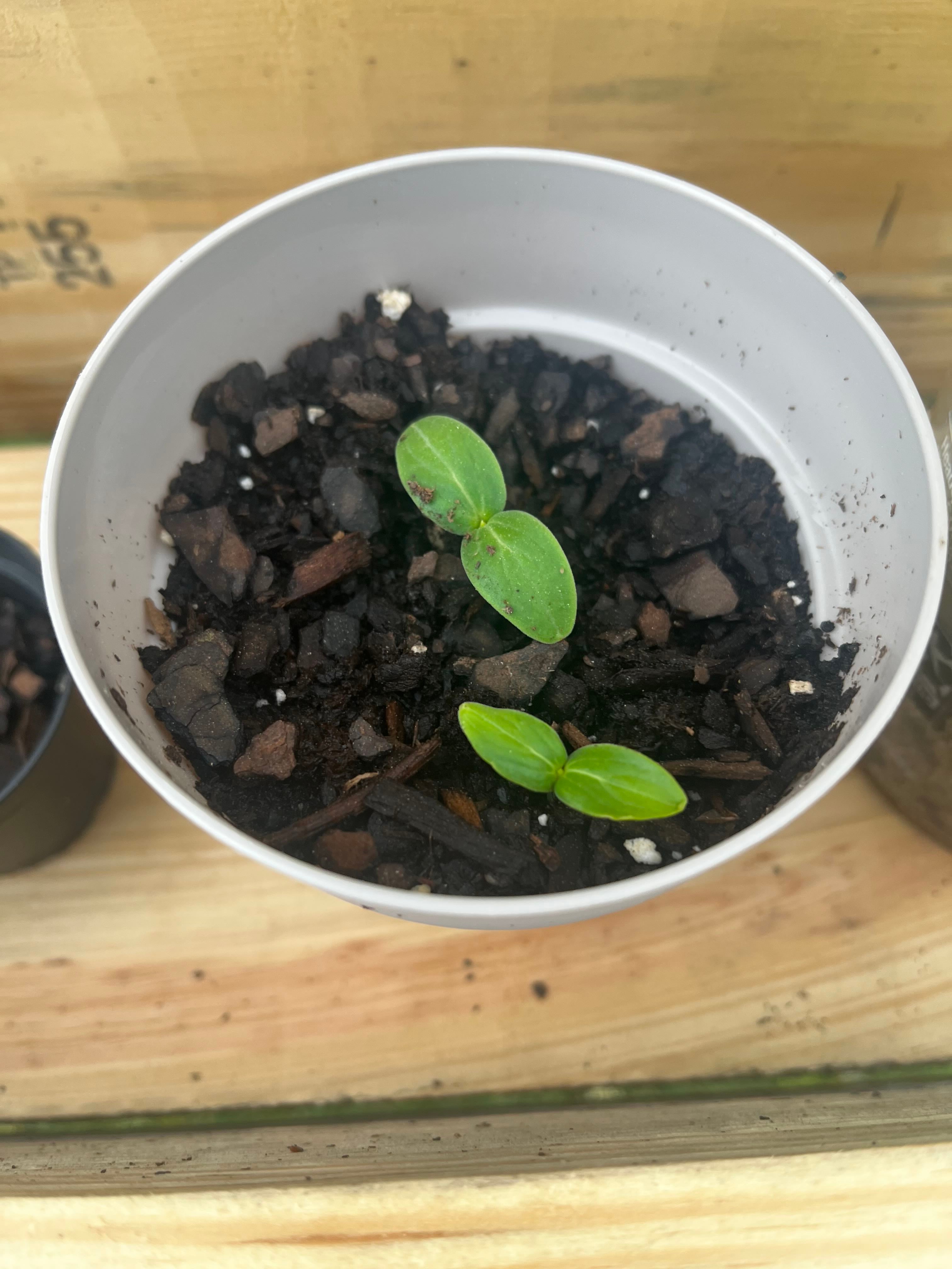 Best Climate for Wheat: Zones 3a-9b ☀️