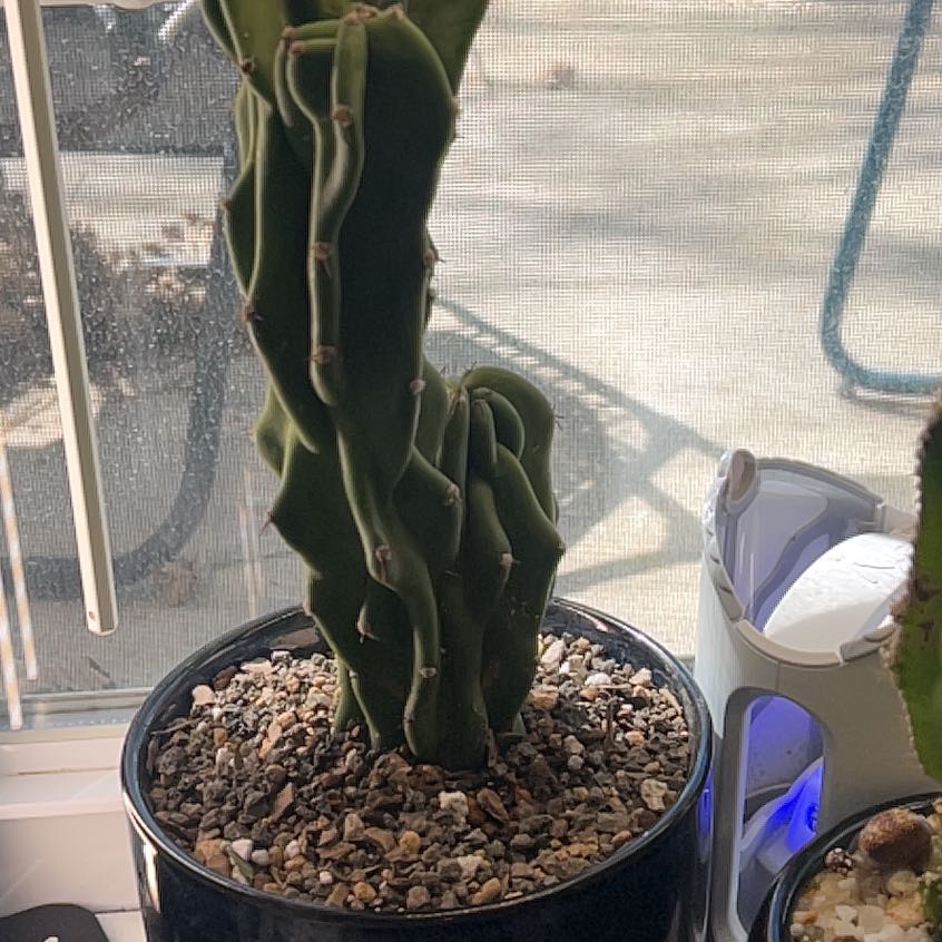 The Complete Peruvian Cactus Plant Care Guide: Water, Light & Beyond