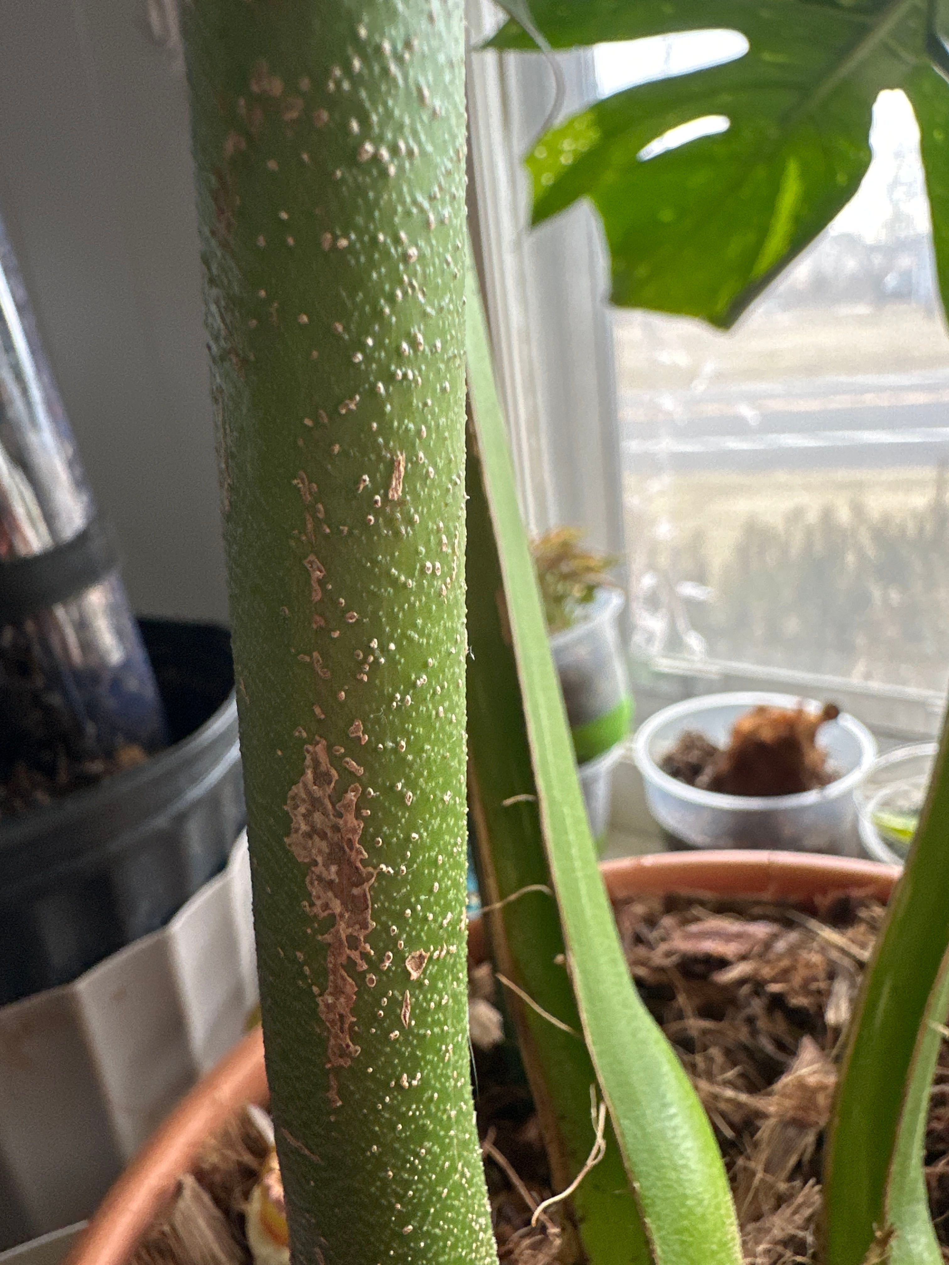 🔍 How to Fix Brown Spots on Your Monstera 'Thai Constellation'