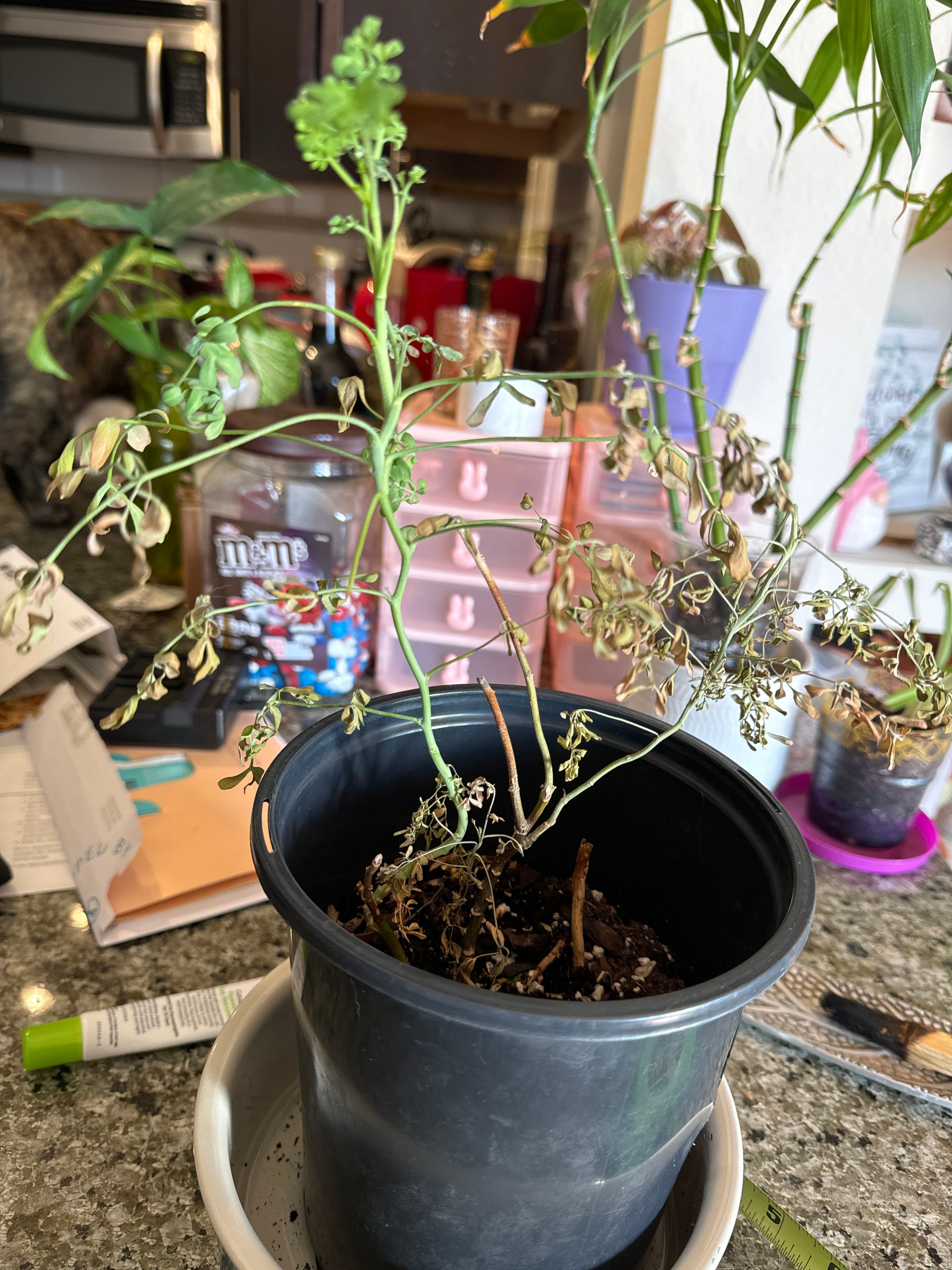 7 Facts About Common Rue Lifecycle 🐛