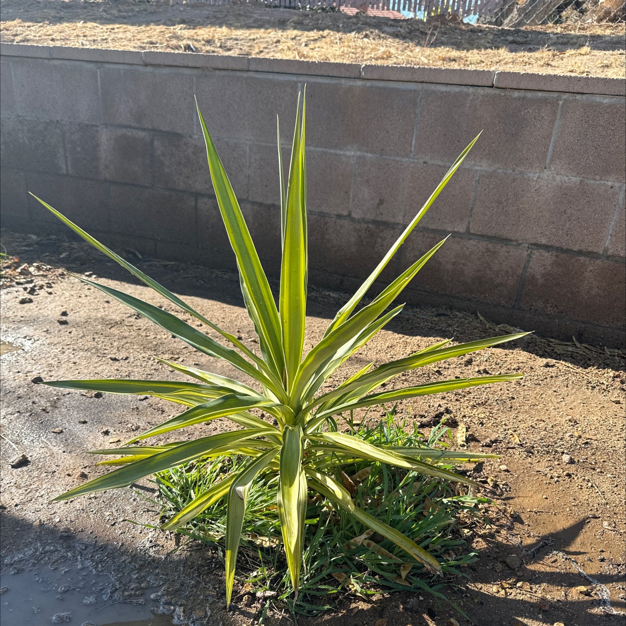 Yucca. Plant Care: Water, Light, Nutrients | Greg App 🌱