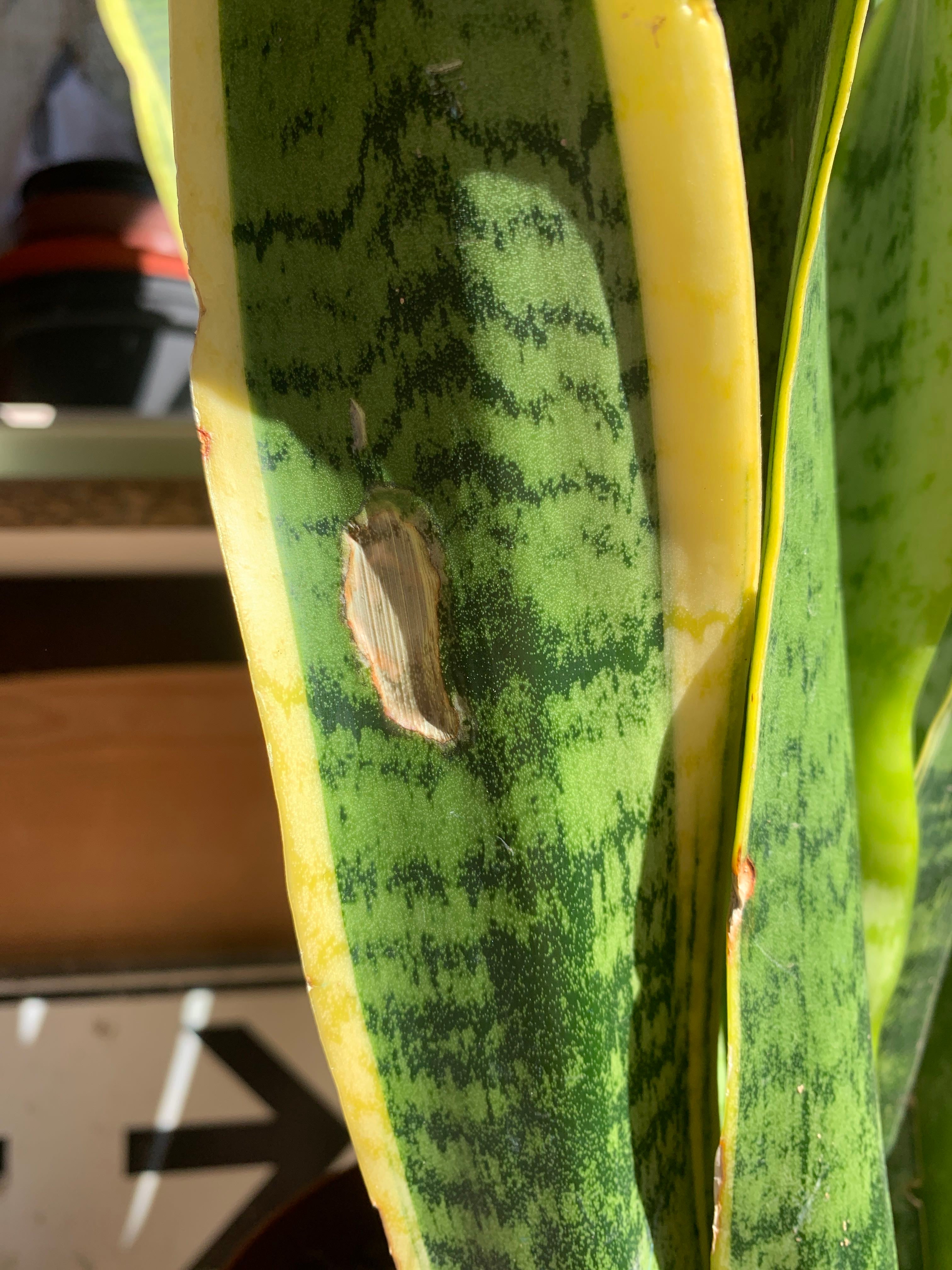 Are these a problem?