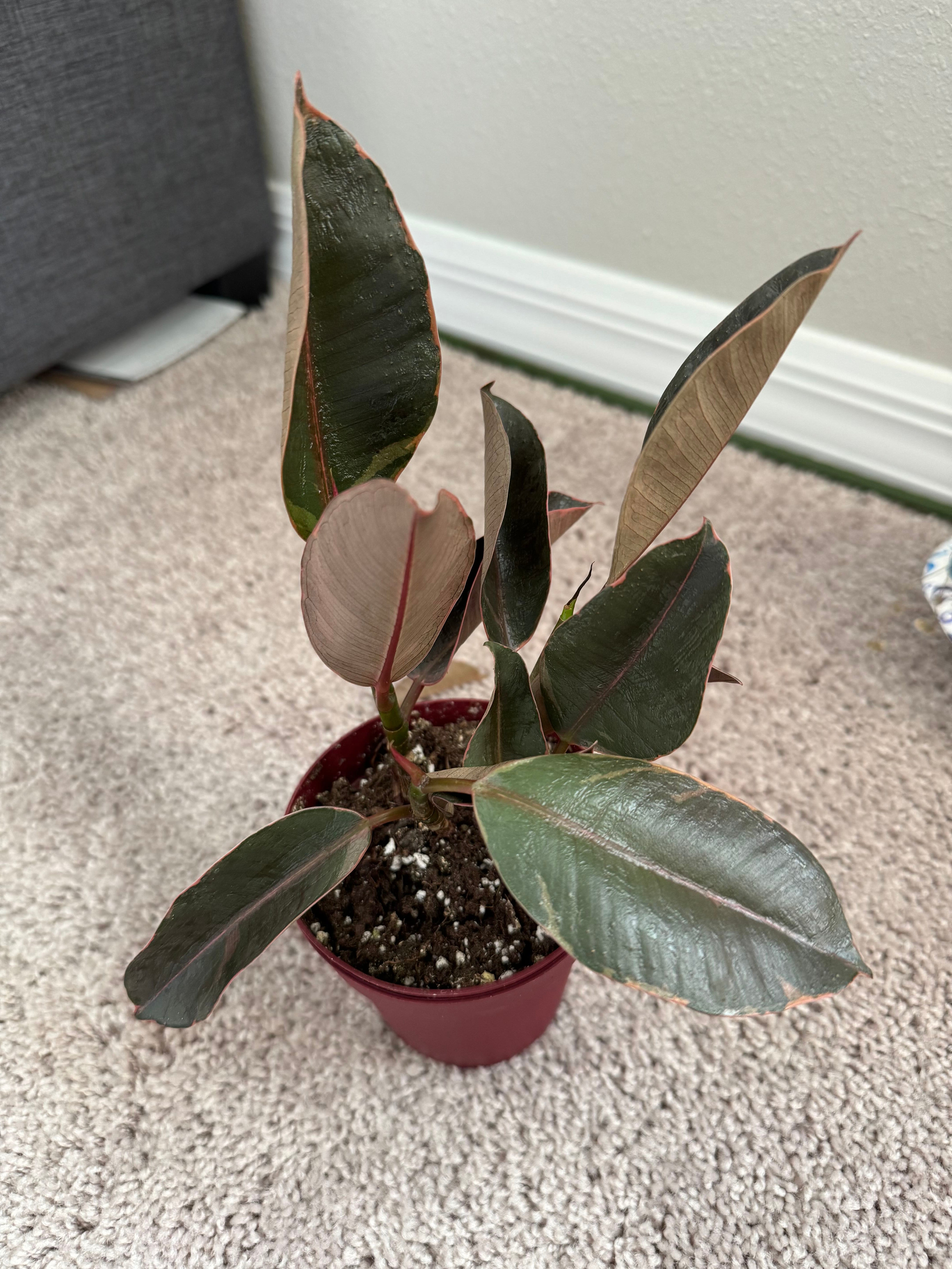 Is my rubber tree okay?