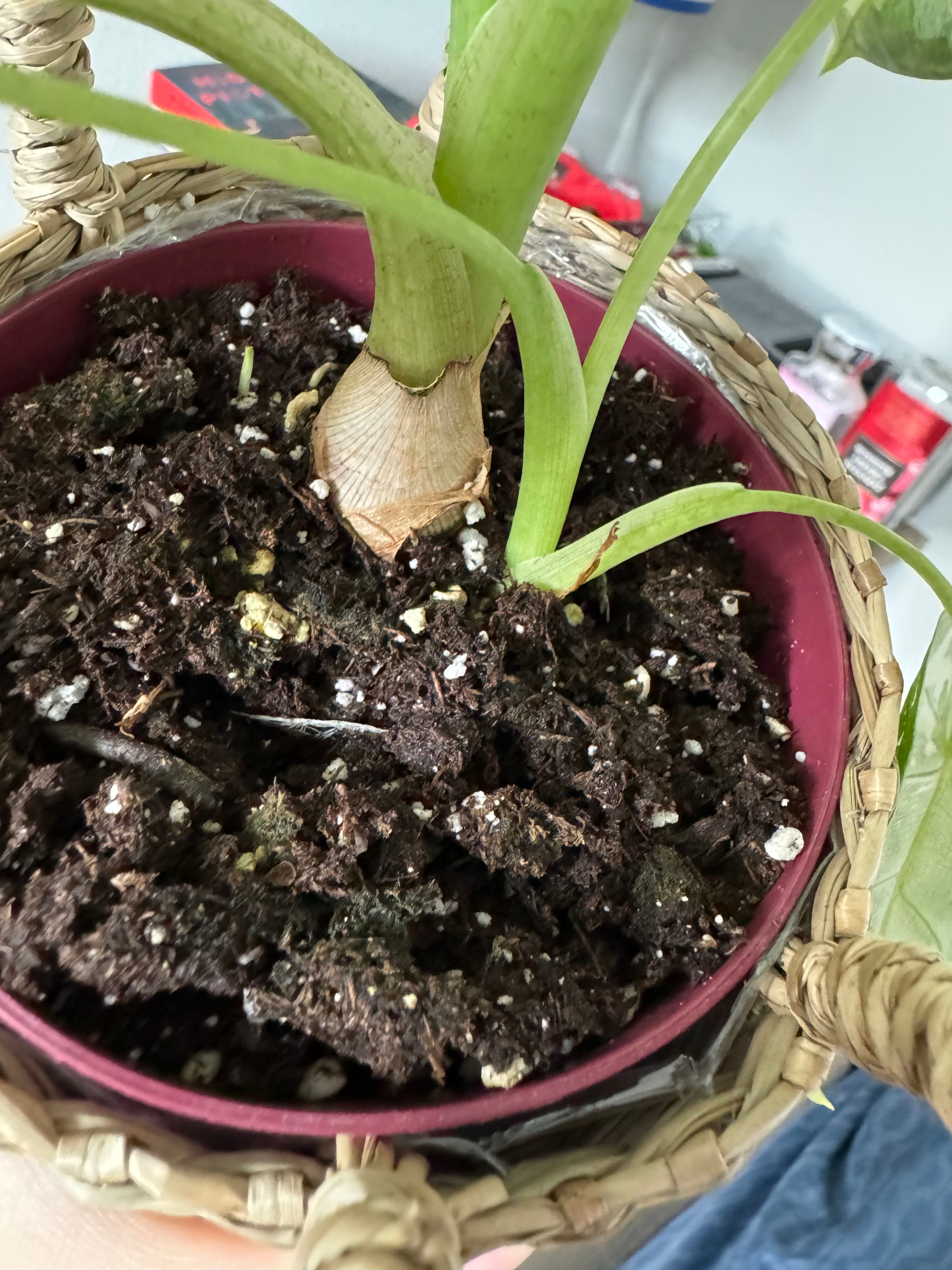 🌞 7 Steps to a Healthy Outdoor Alocasia