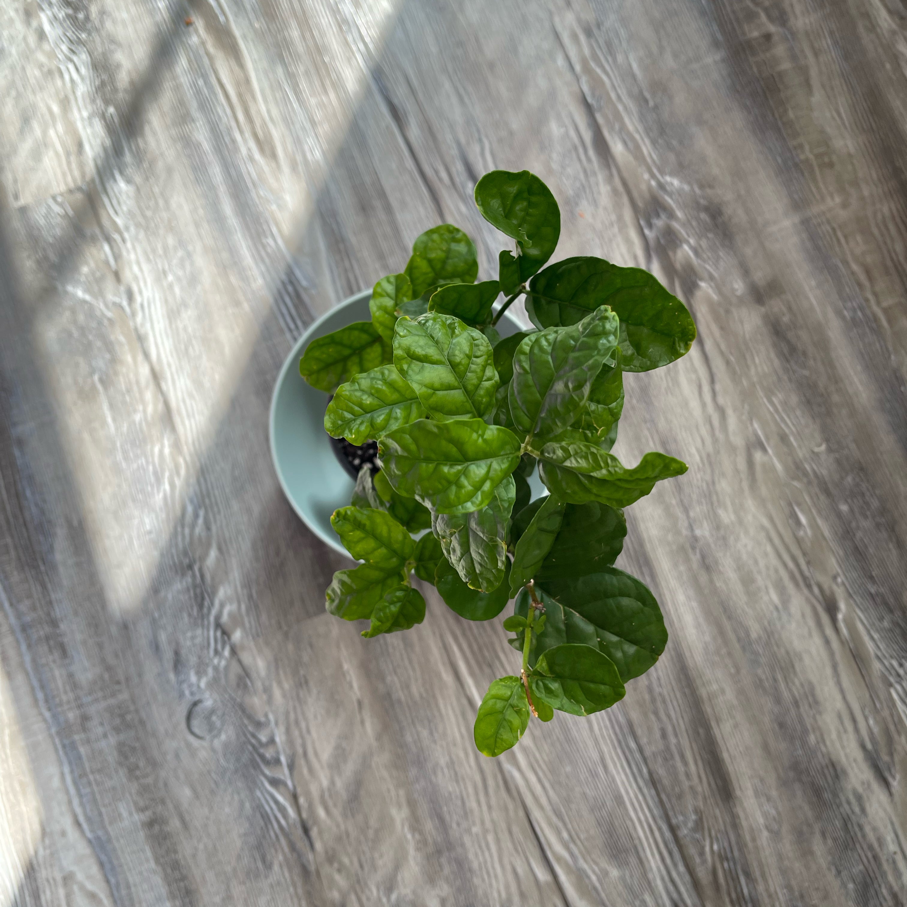 Jasmine Mysore Mulli Plant Care: Water, Light, Nutrients | Greg App 🌱