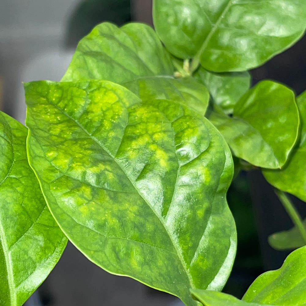 Best Temperature Conditions for Common Jasmine 🌼 Best Temperature Conditions for Common Jasmine 🌼