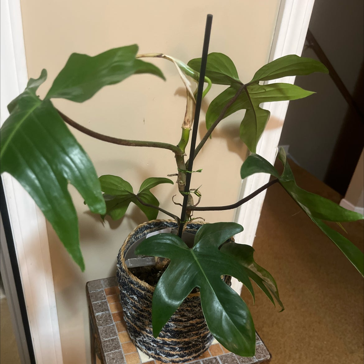 How to Care for Rudolph Philodendron: Mastering Water, Sunlight & More