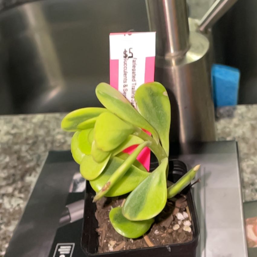 Keep Your Variegated Trailing Jade Alive: Light, Water & Care Instructions